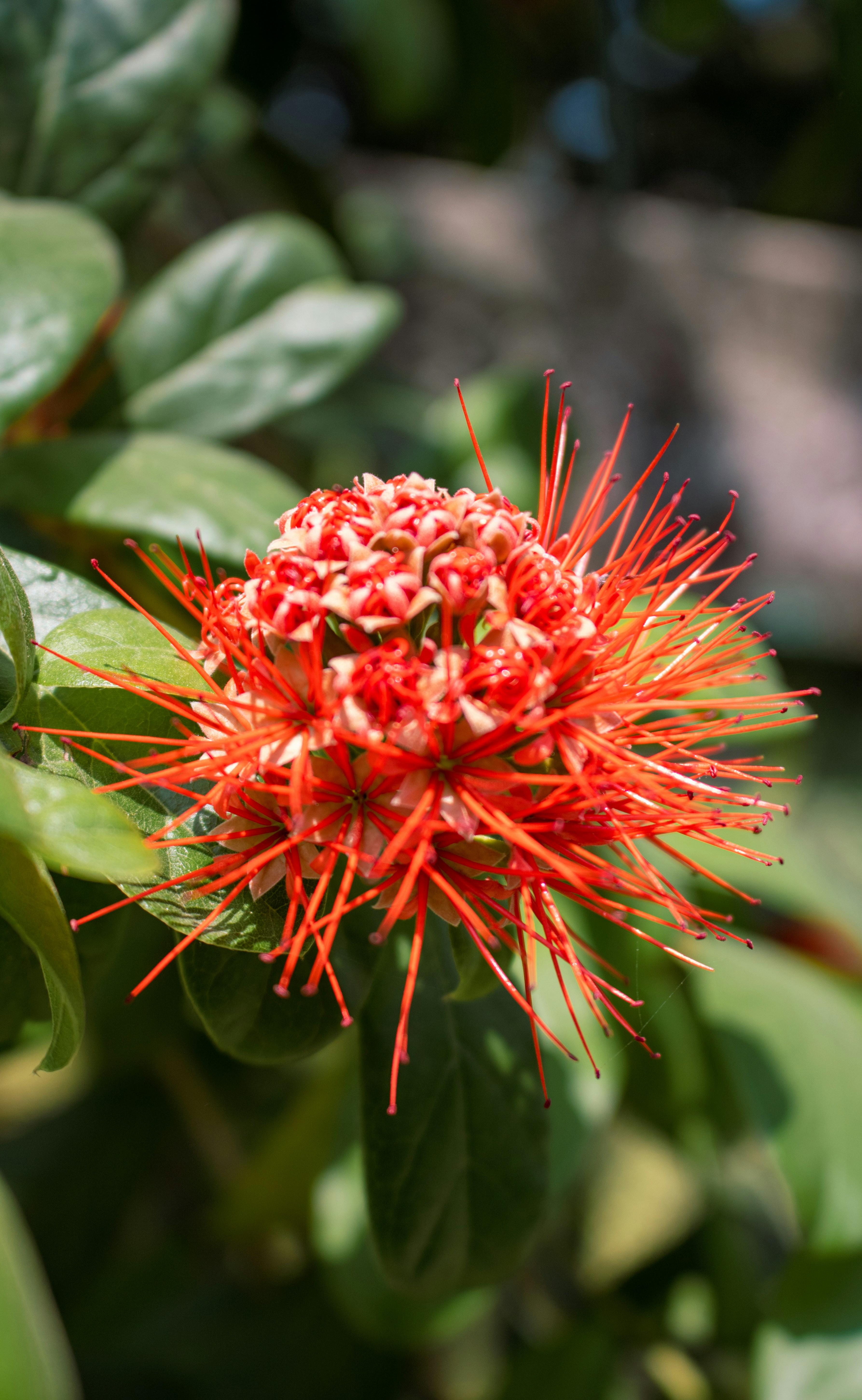 Red Hedgehog Bloom: A Close-Up on the Spiky Scarlet Flower