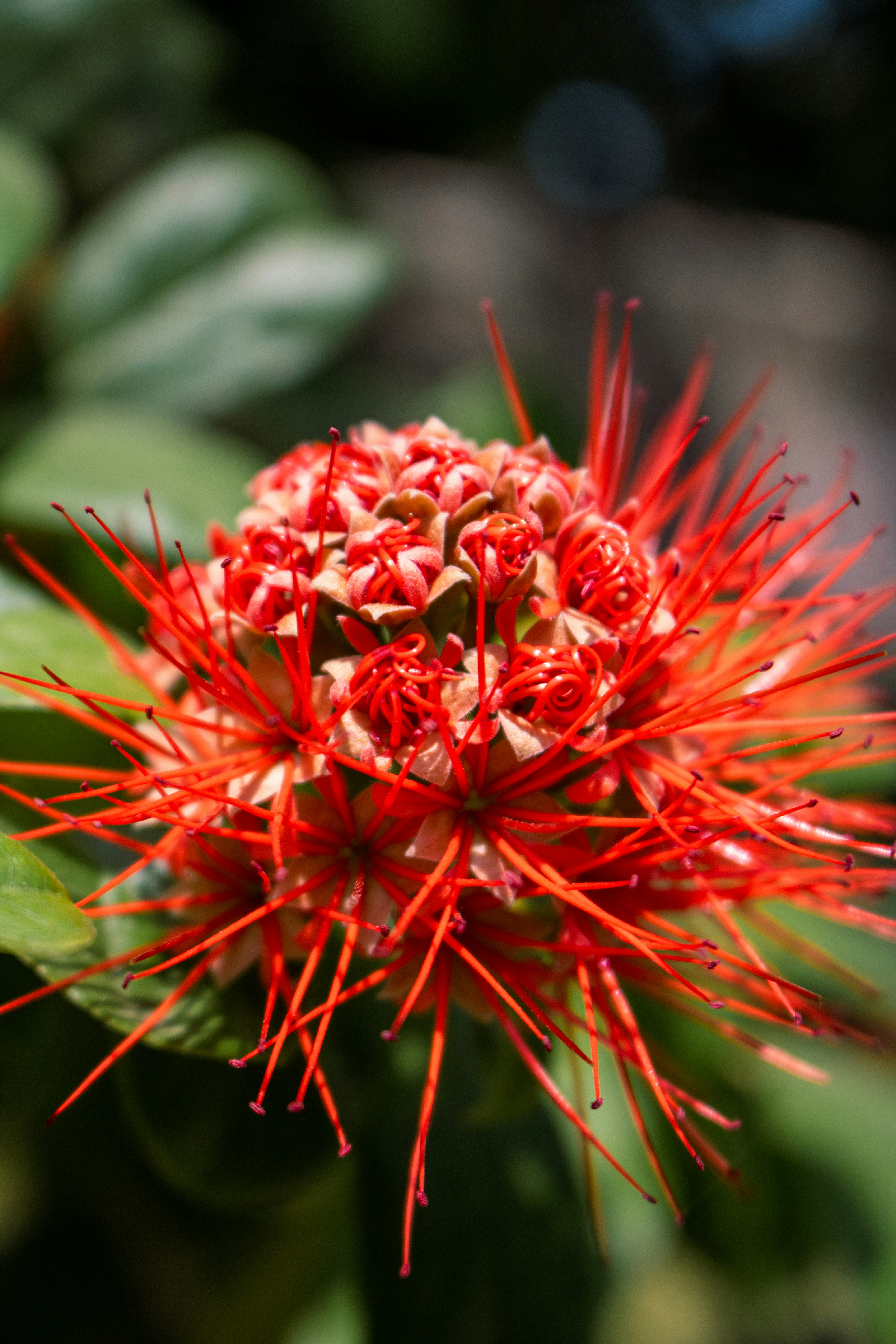 Red Radiance: A Hyper-Textured Bloom at Center Stage