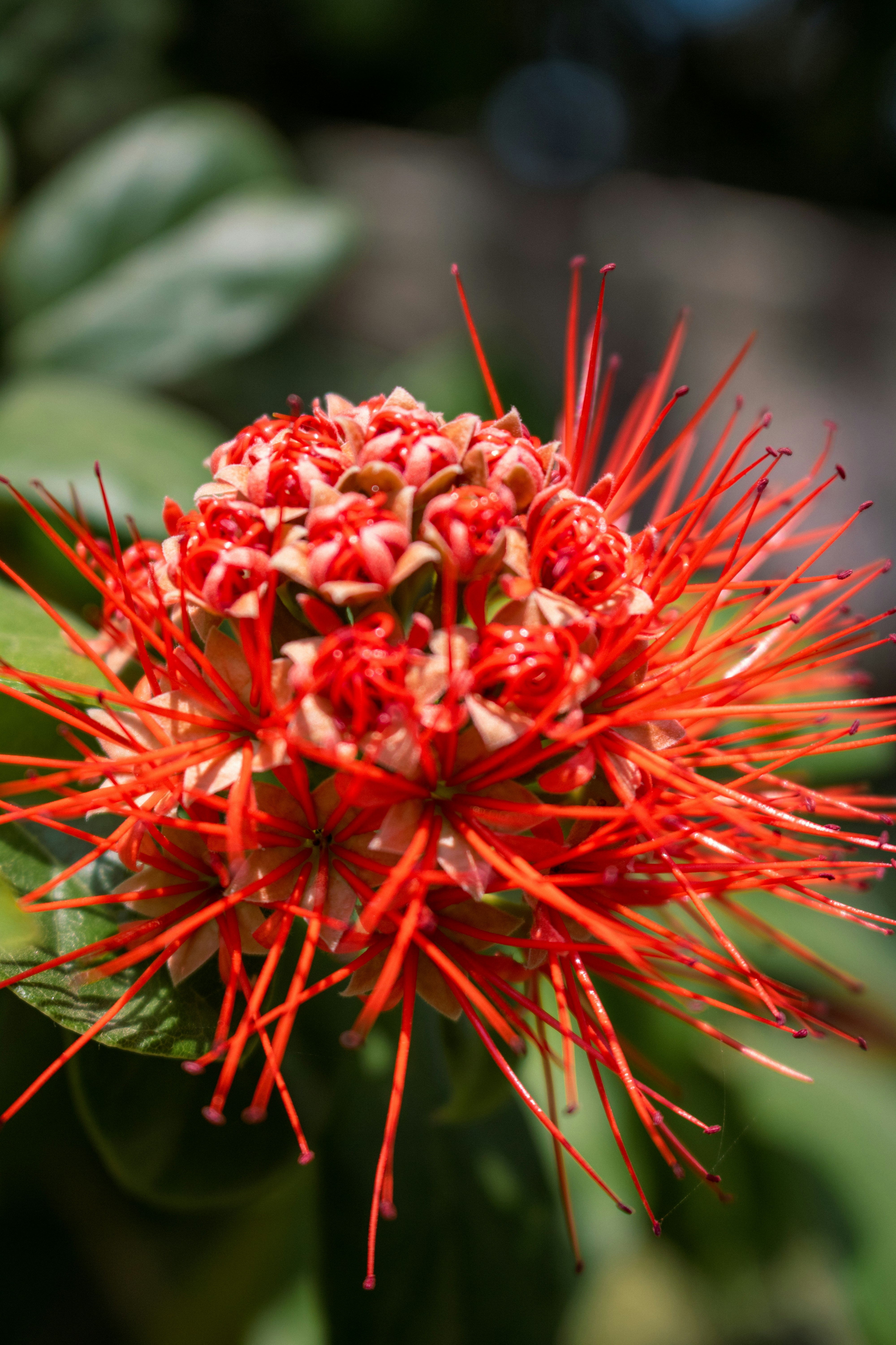 Red Firework Bloom: A Close-Up of Luminous Coral Spikes
