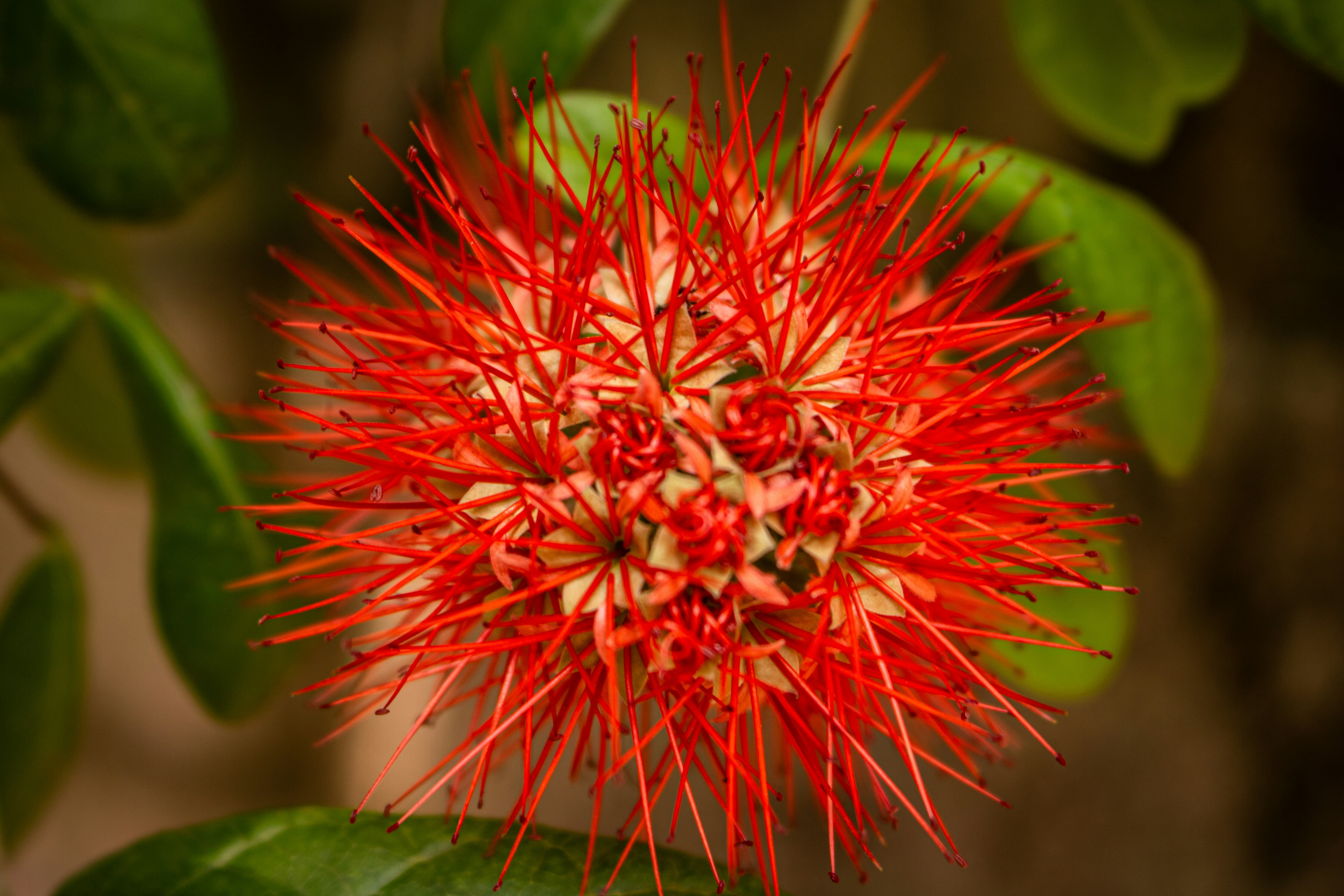 Crimson Blossom Crown: A Close-Up of a Spiky Floralsphere