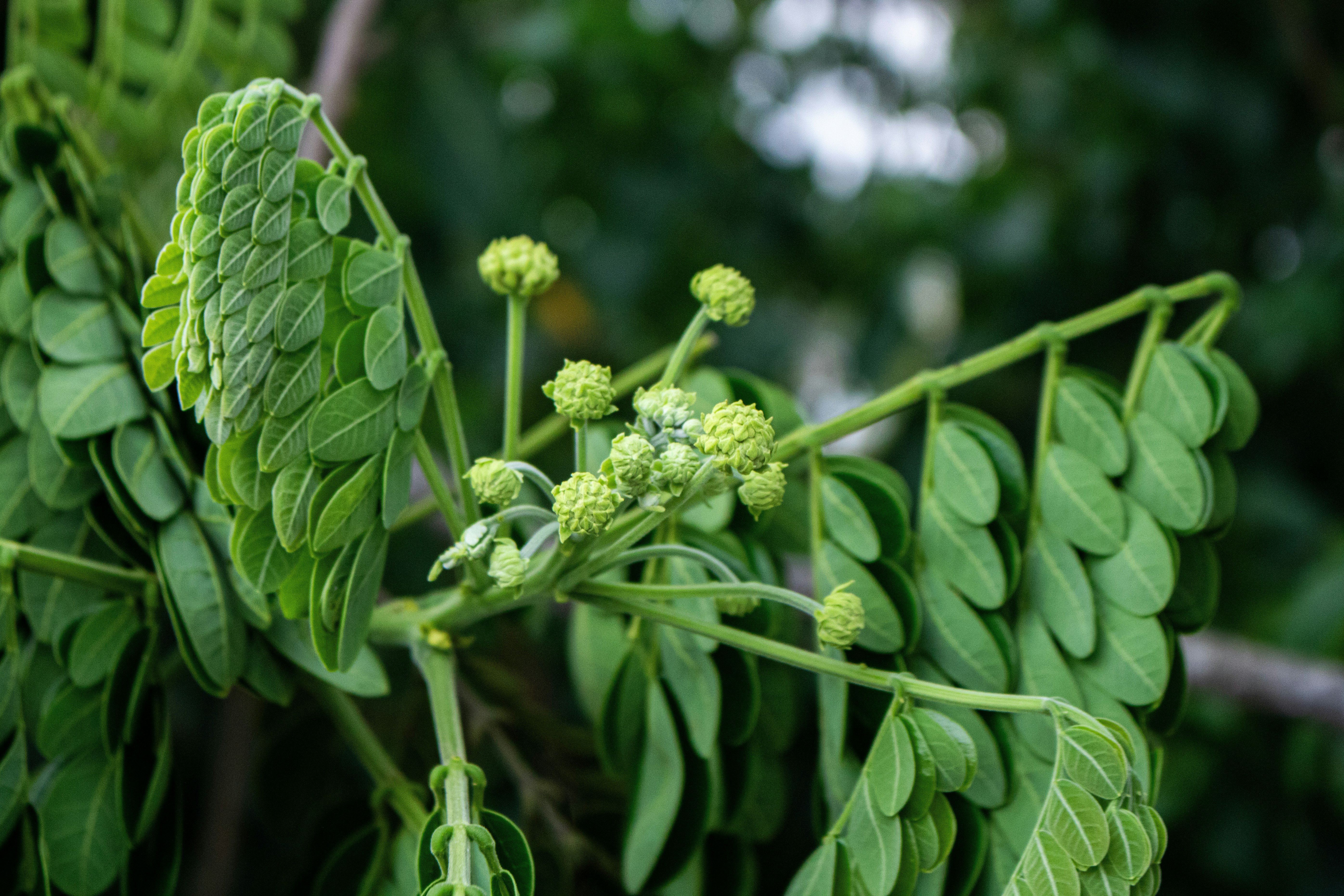 Emerald Umbrella of Leaves and Buds