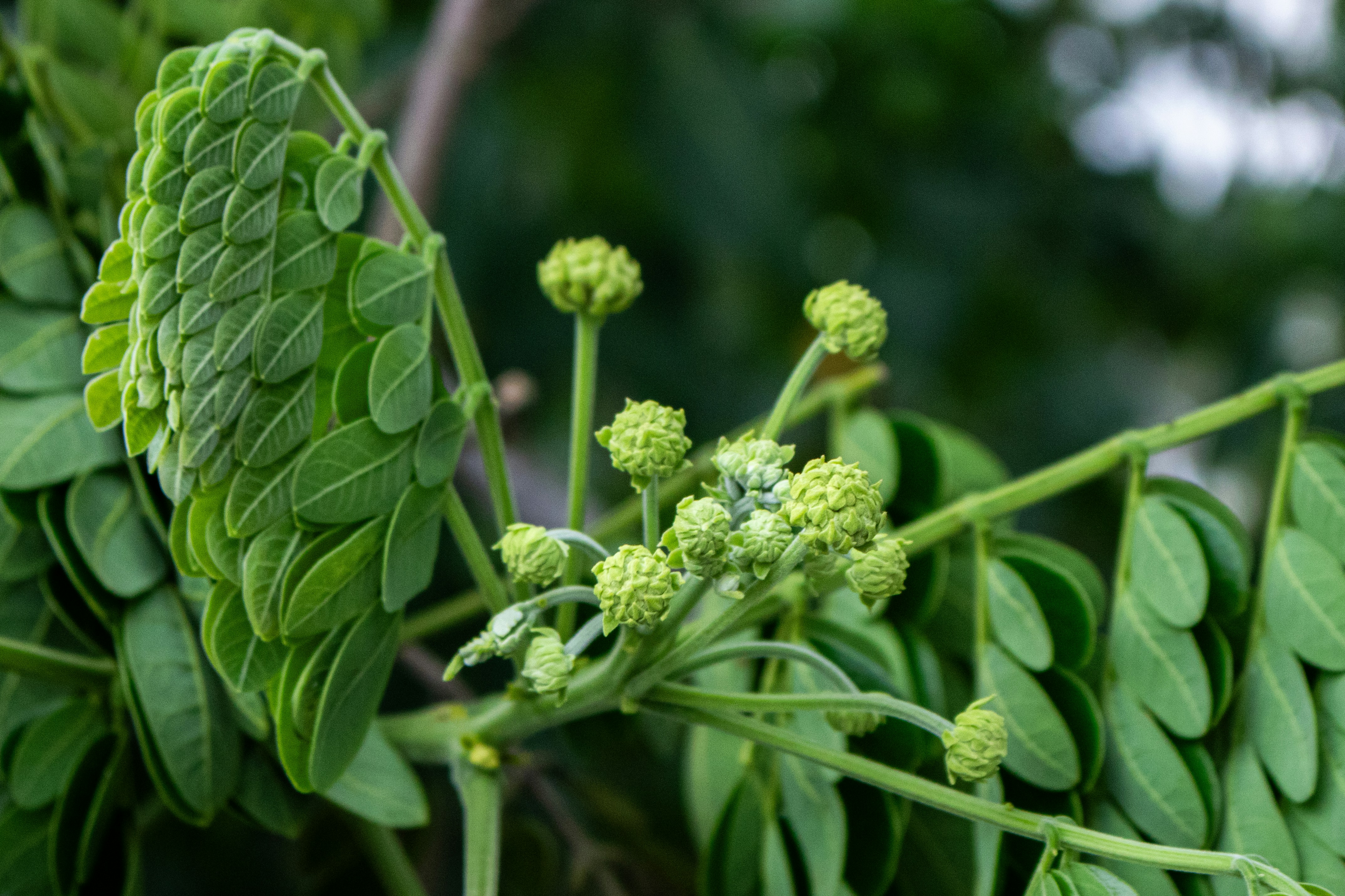 Verdant Quiet: A Close-Up of Fern-like Leaves and Buds