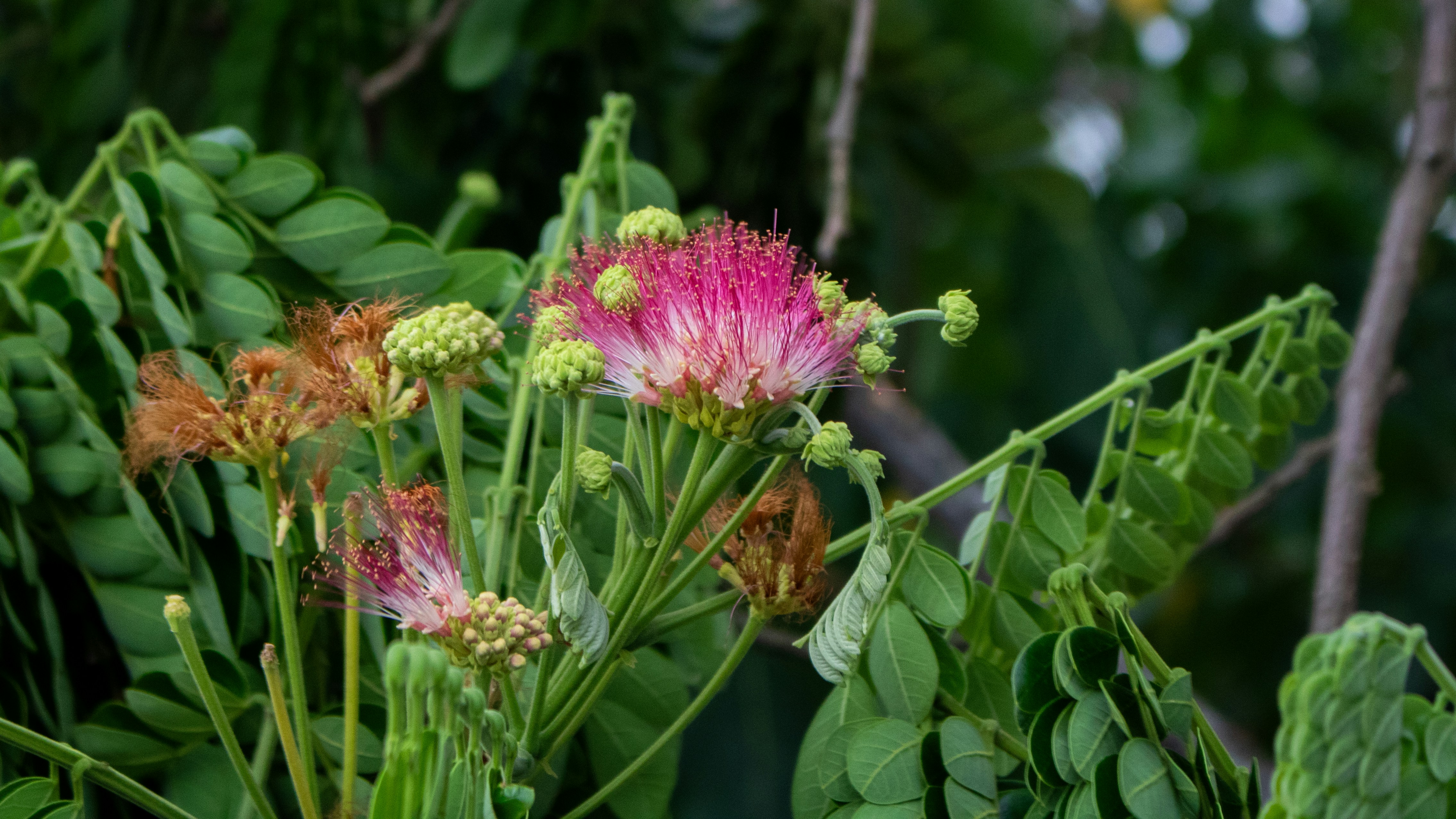 Crimson Comb: A Wildflower Moment Amid Green Backdrop