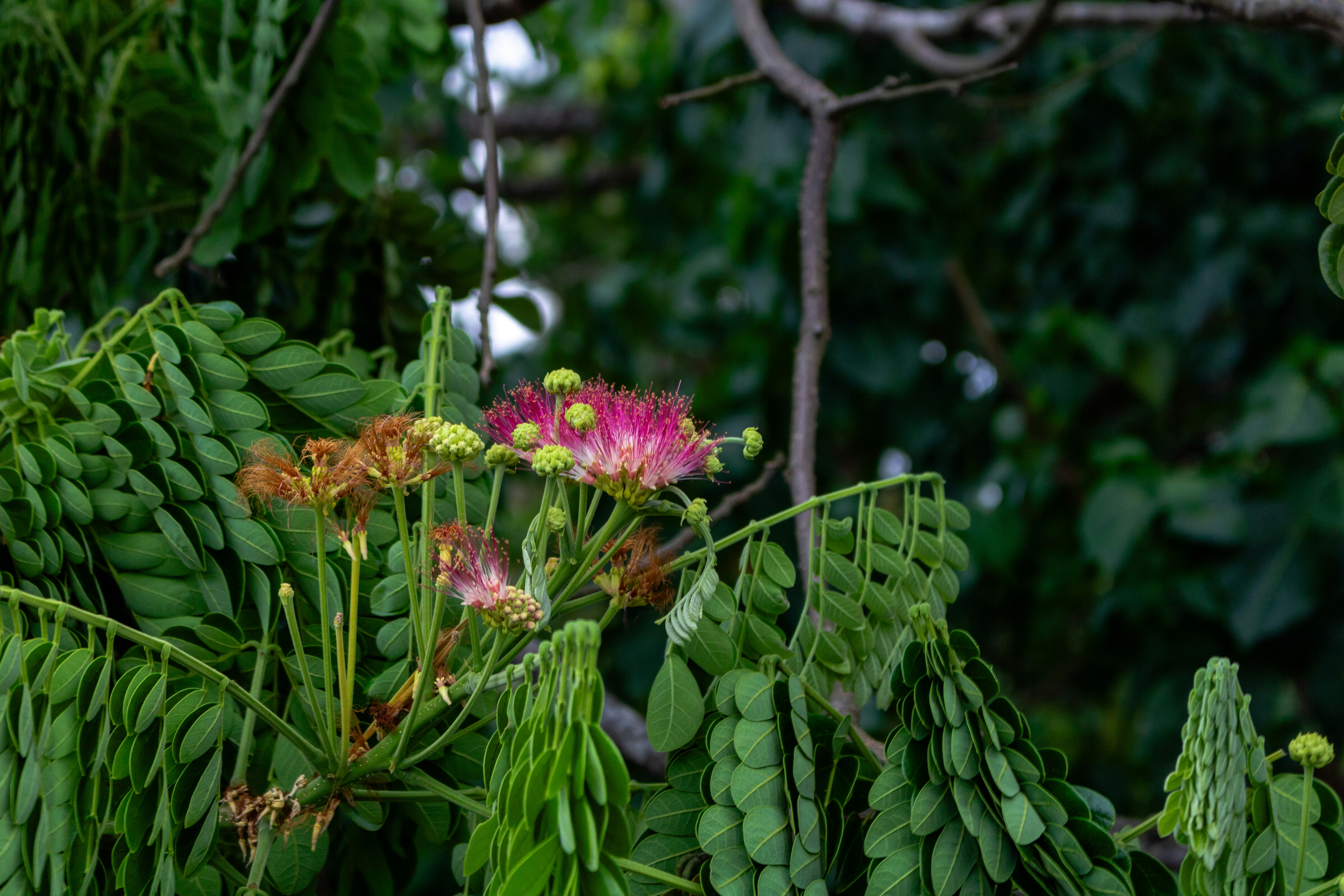 Vibrant Umbrella of Ferns and Fireworks: A Floral Focal in Green Canopy