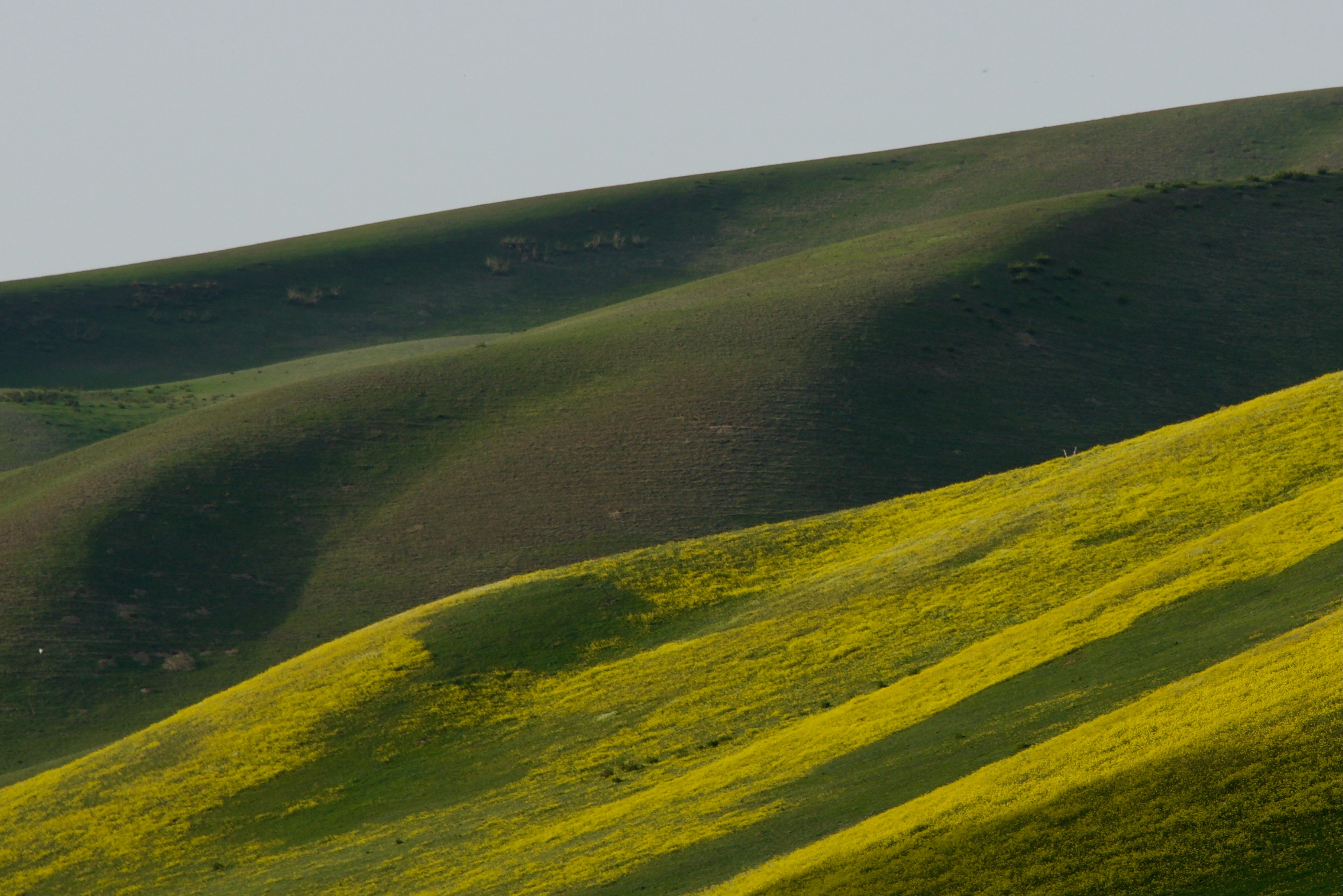 Green and gold hillside waves under a calm sky