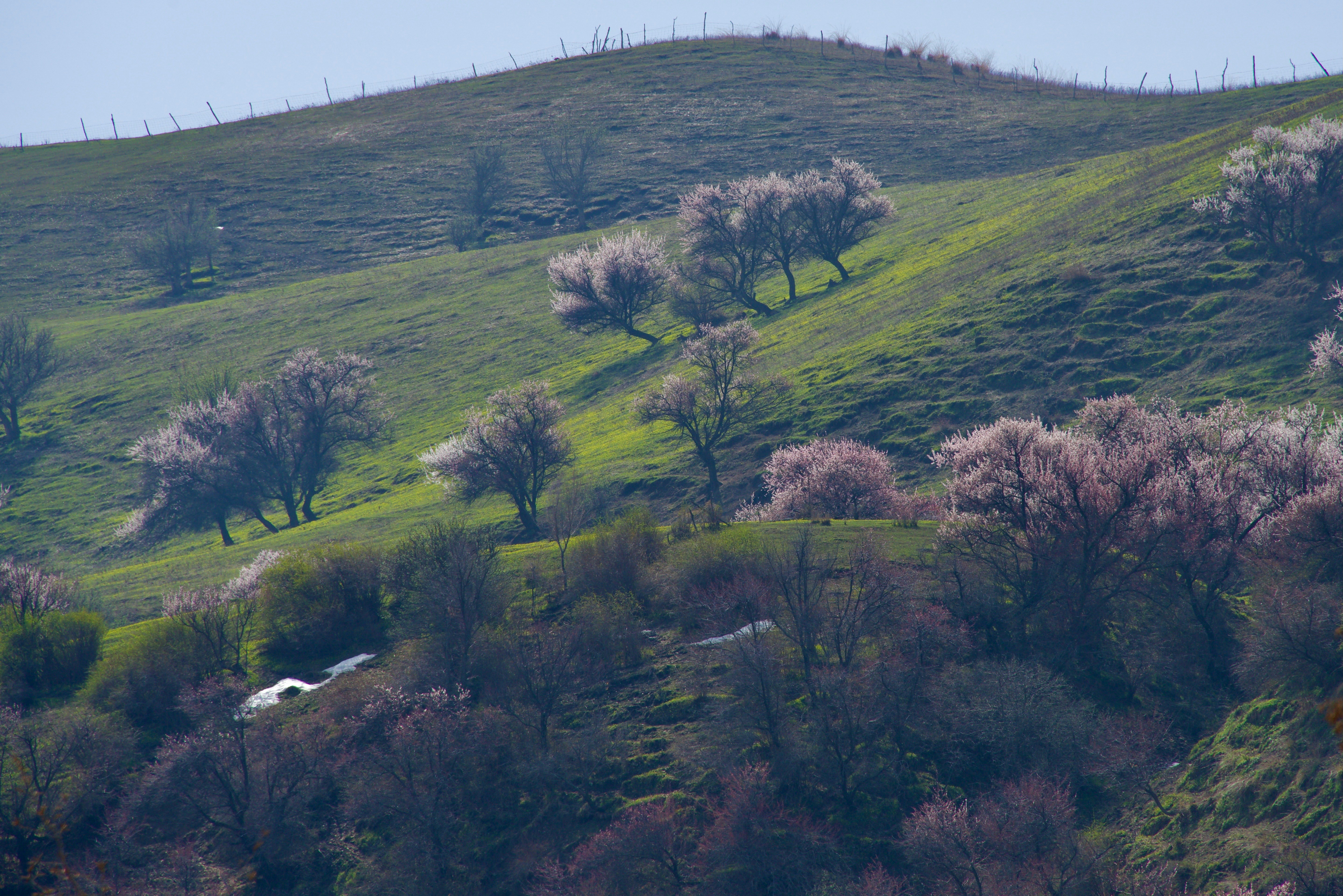 Blossoms on the hillside: a quiet panorama of springtide slopes