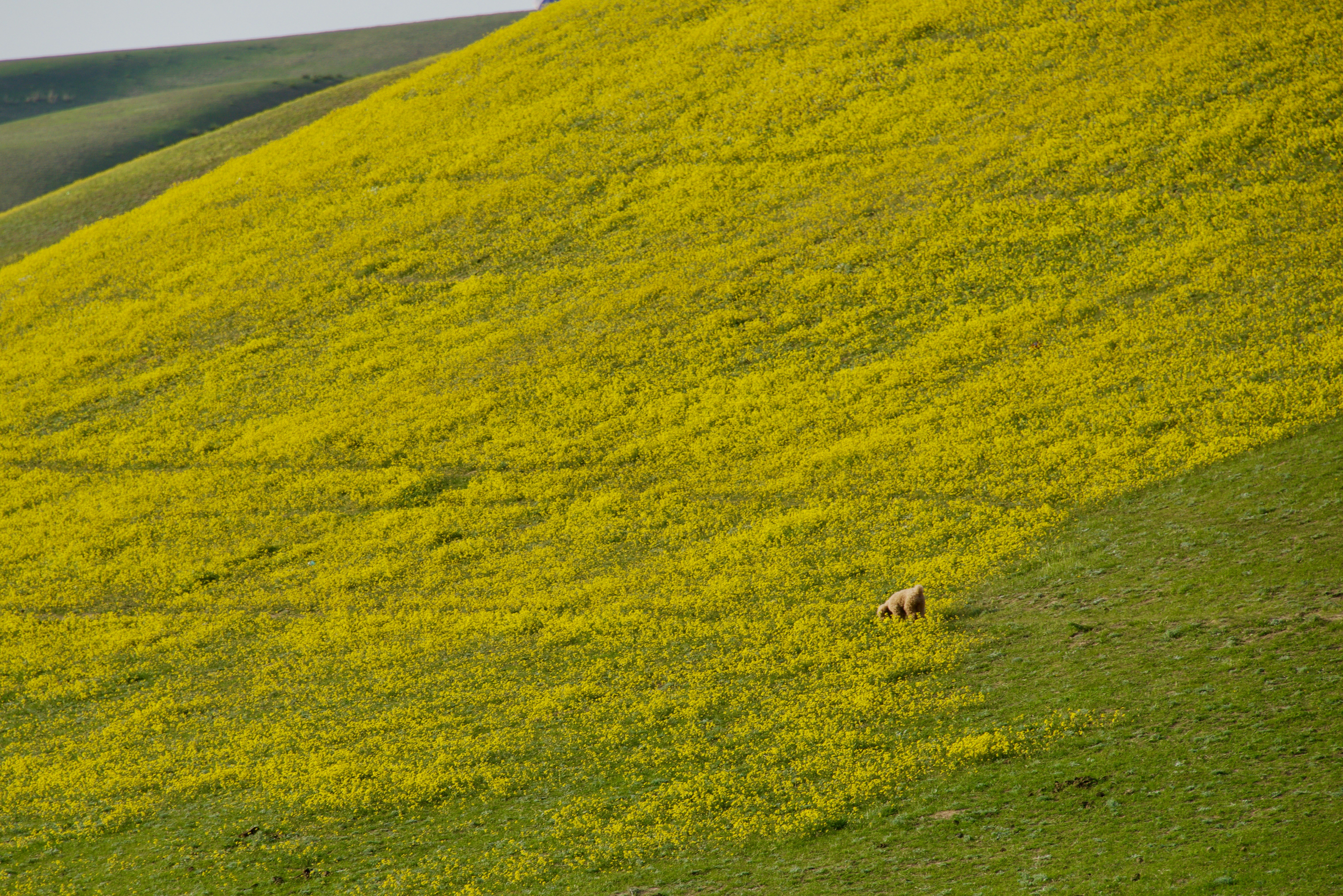 Golden Hillentea: A lone ewe amid a sea of yellow blooms
