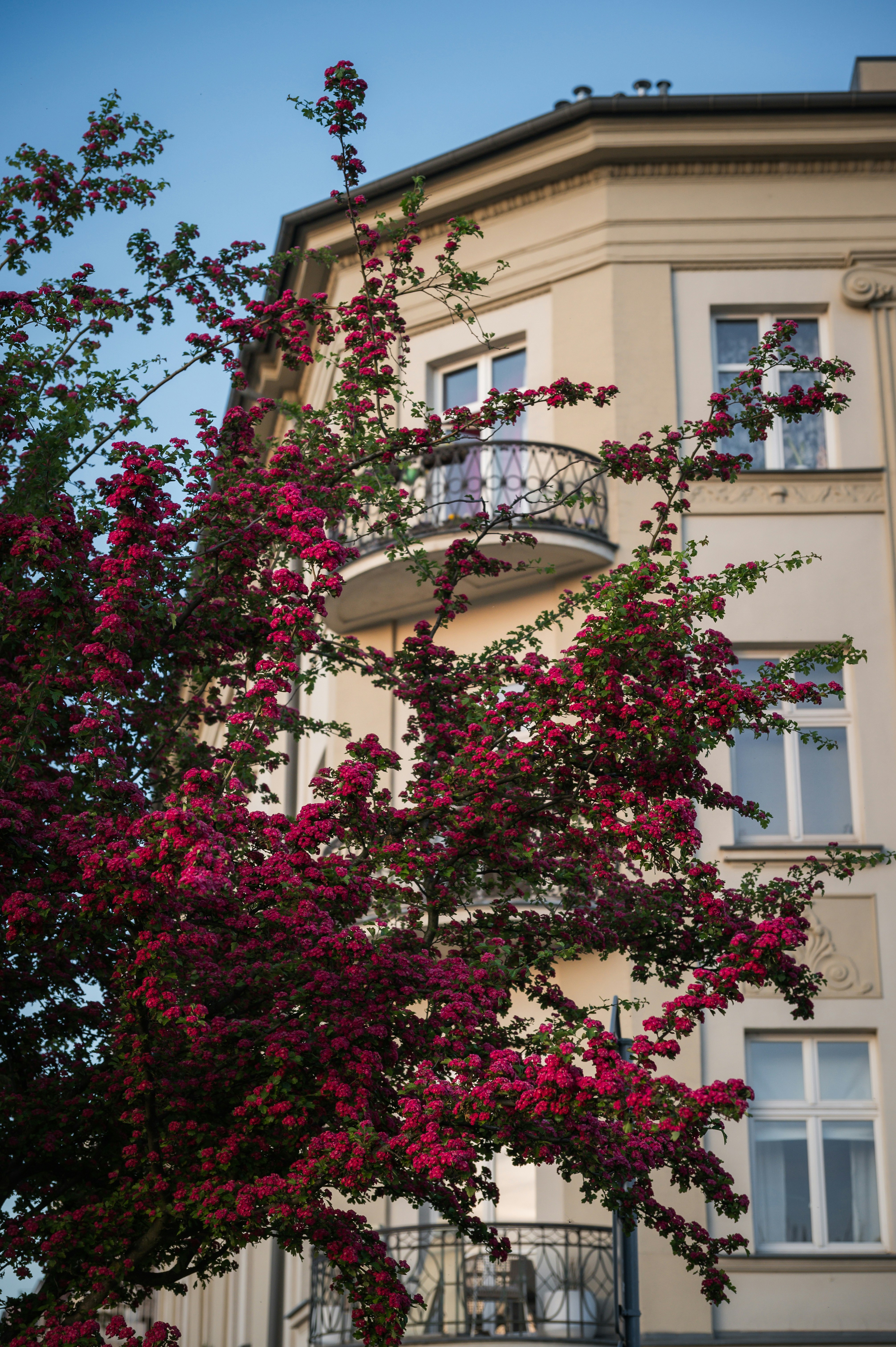 Bougainvillea Corridor: Classic Building Framed by Crimson Blossoms