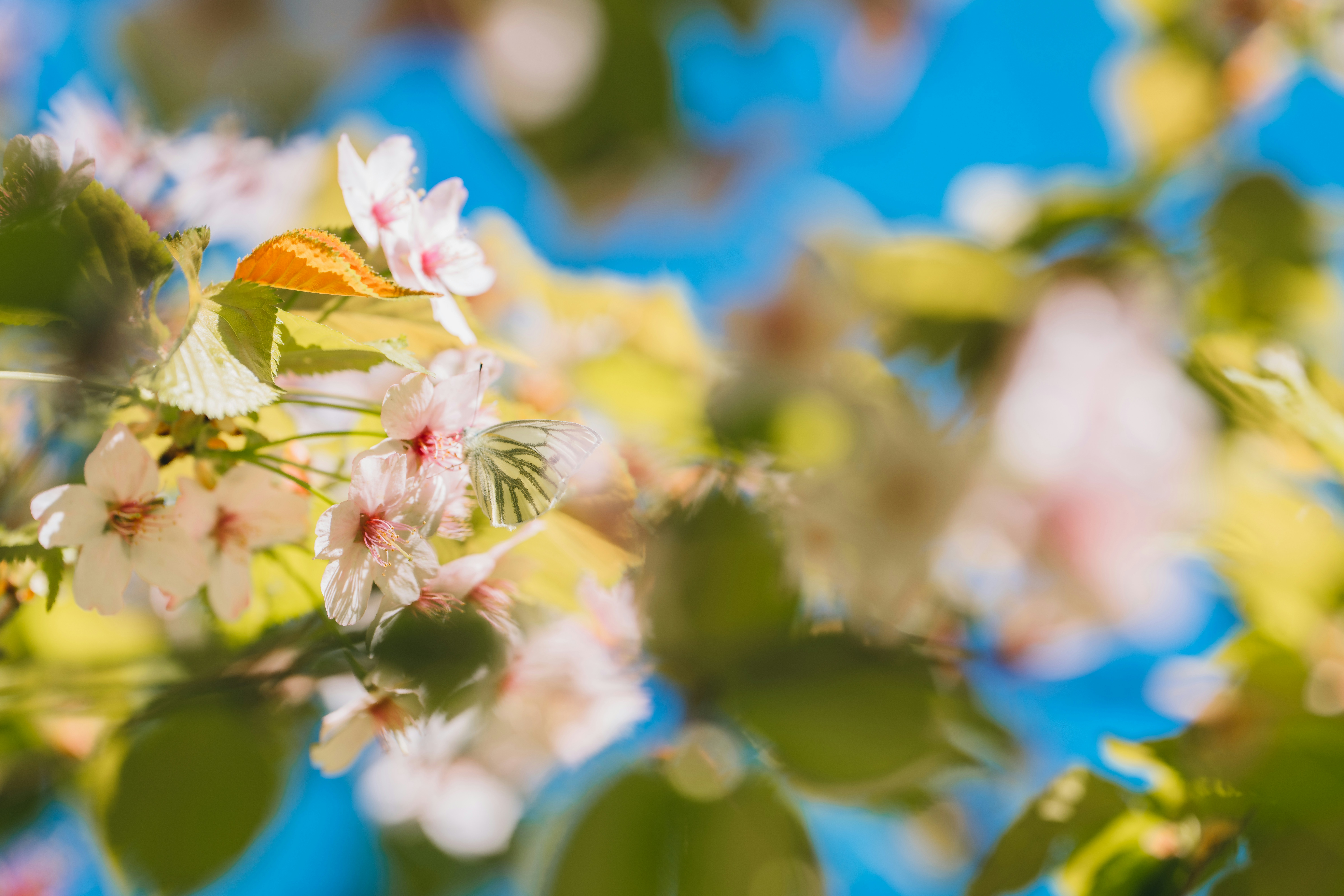 Soft Bloom: A Hazyepisode of Cherry Petals Under a Bright Sky