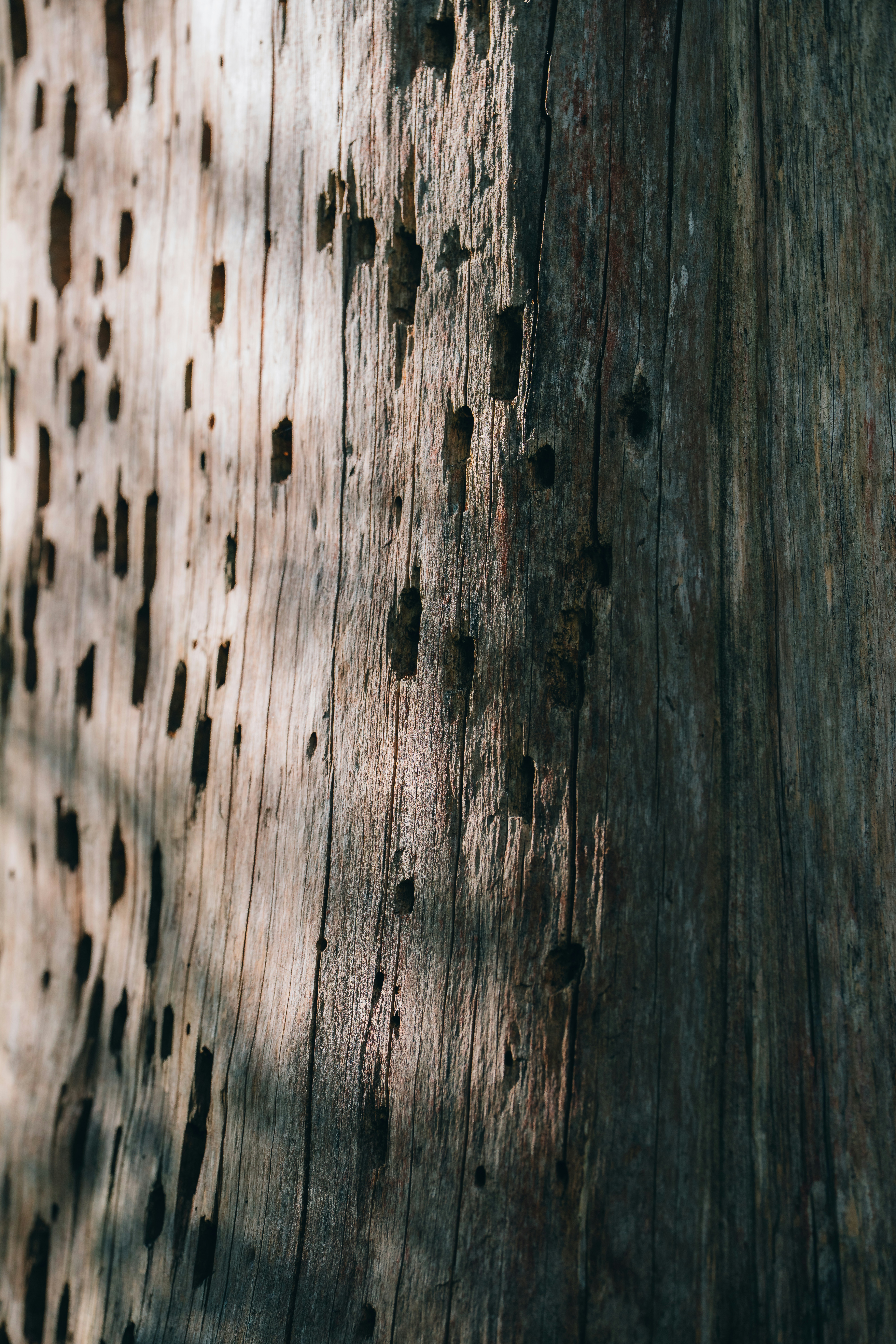 Weathered Wood Beneath Dappled Light