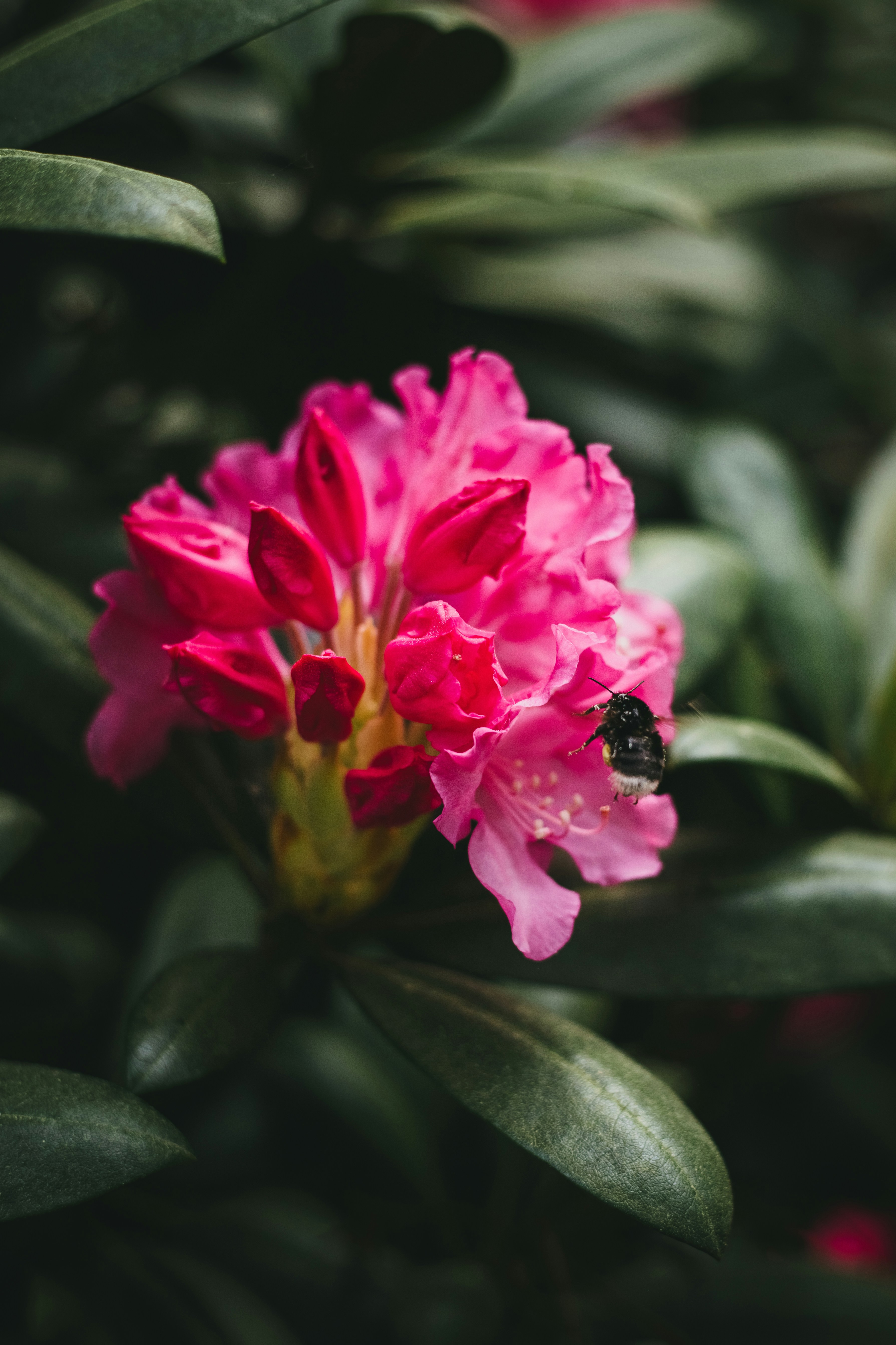 Vivid Pink Cluster in Focus: Bee Graced by Hidden Light