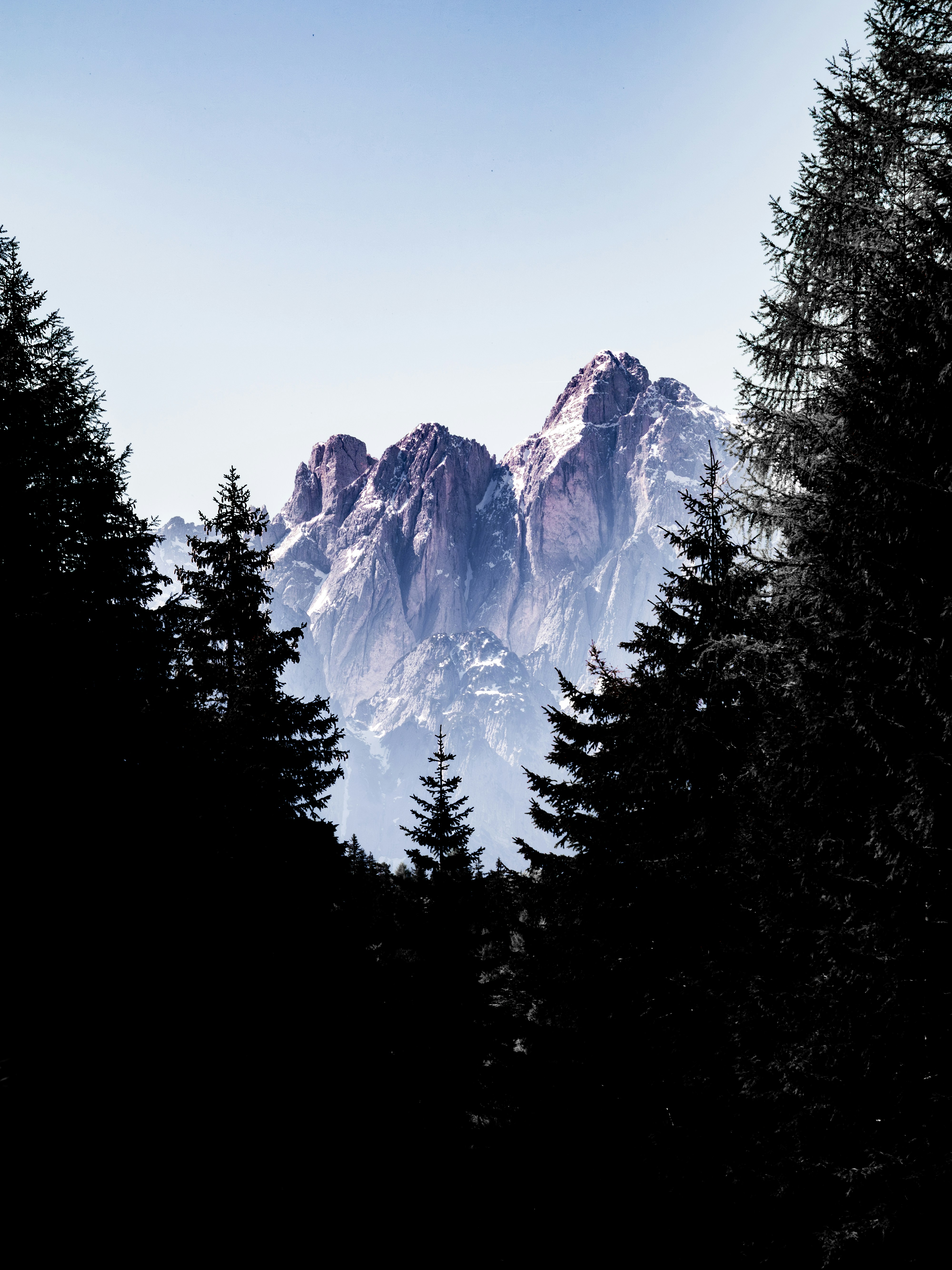 Snow-capped Peaks Framed by Dark Pines