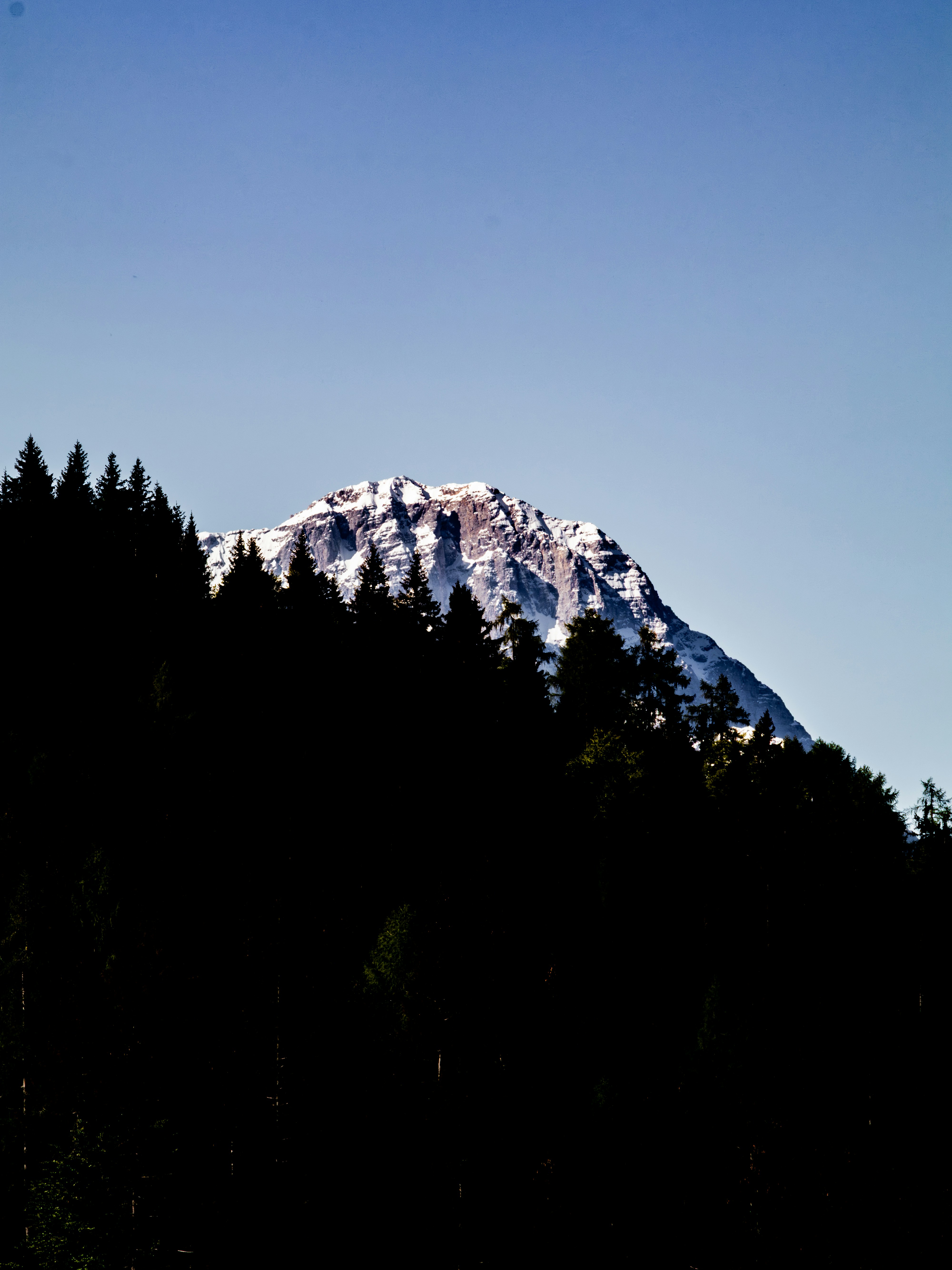 Snow-capped Peak Emerging from a Pine Curtain