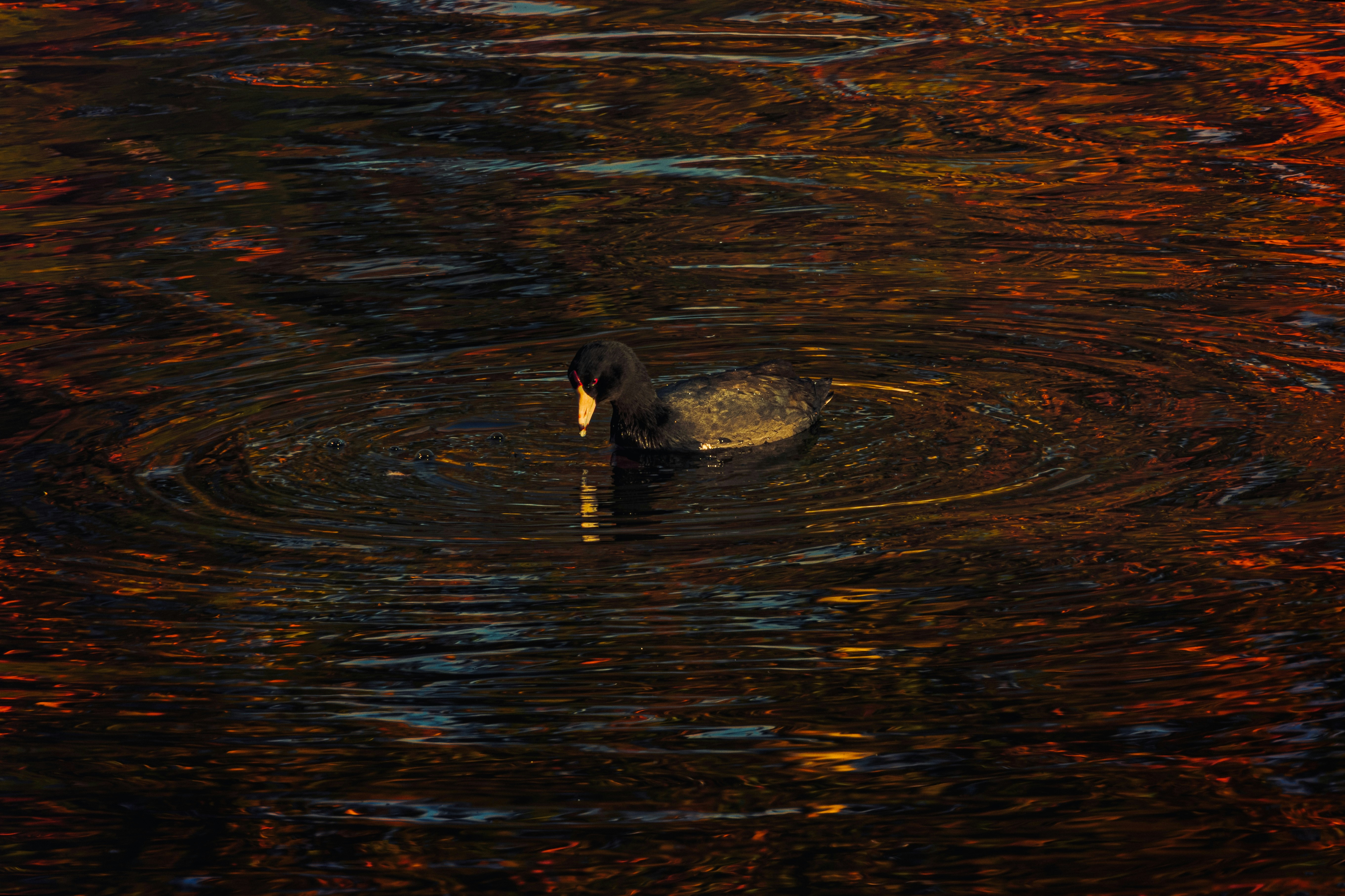 Hushed Reflection: A Black Duck Emerges from a Fire-tinged Pond