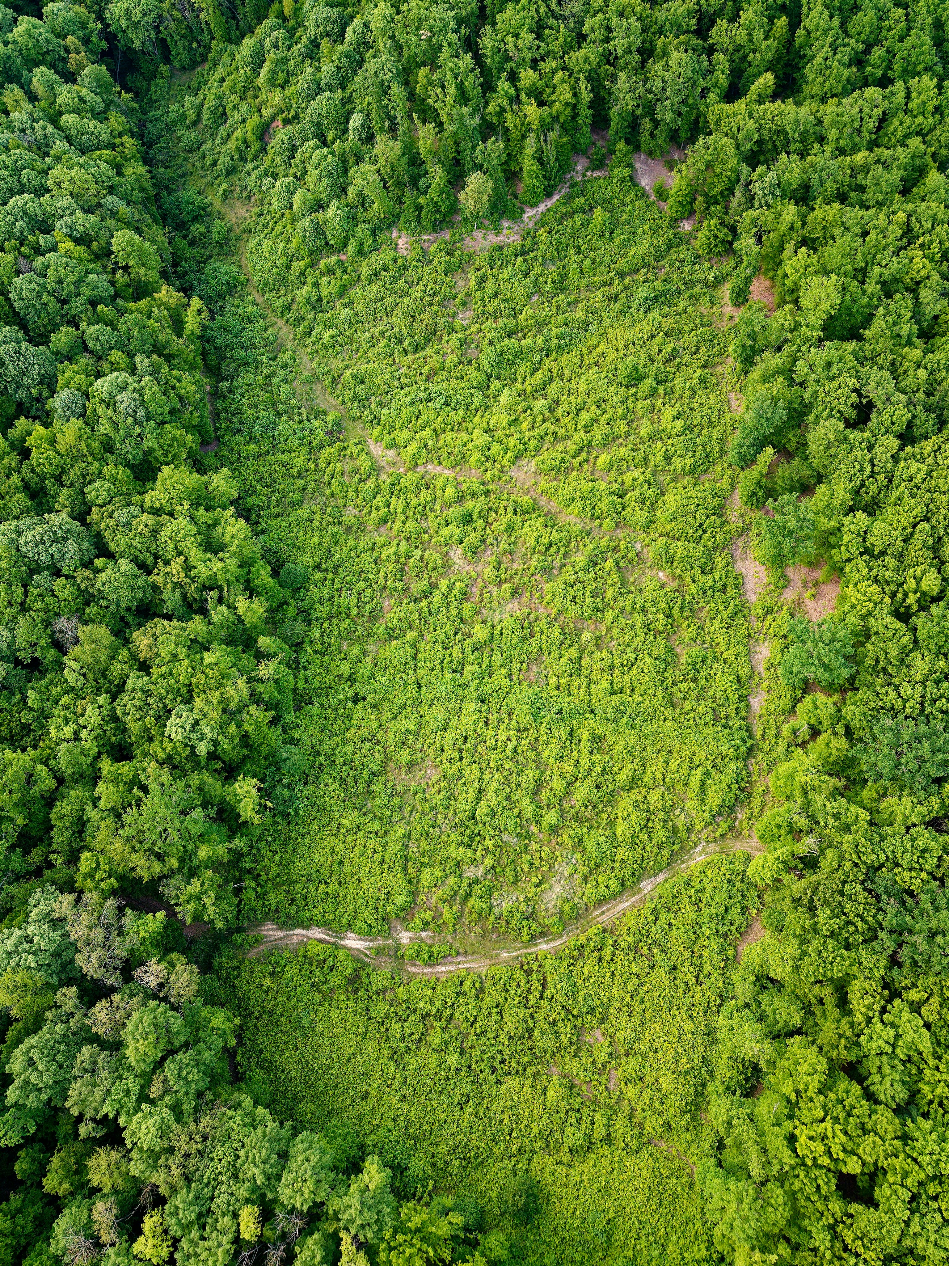 Forest Corridor through Emerald Veil: A Bird’s-Eye View