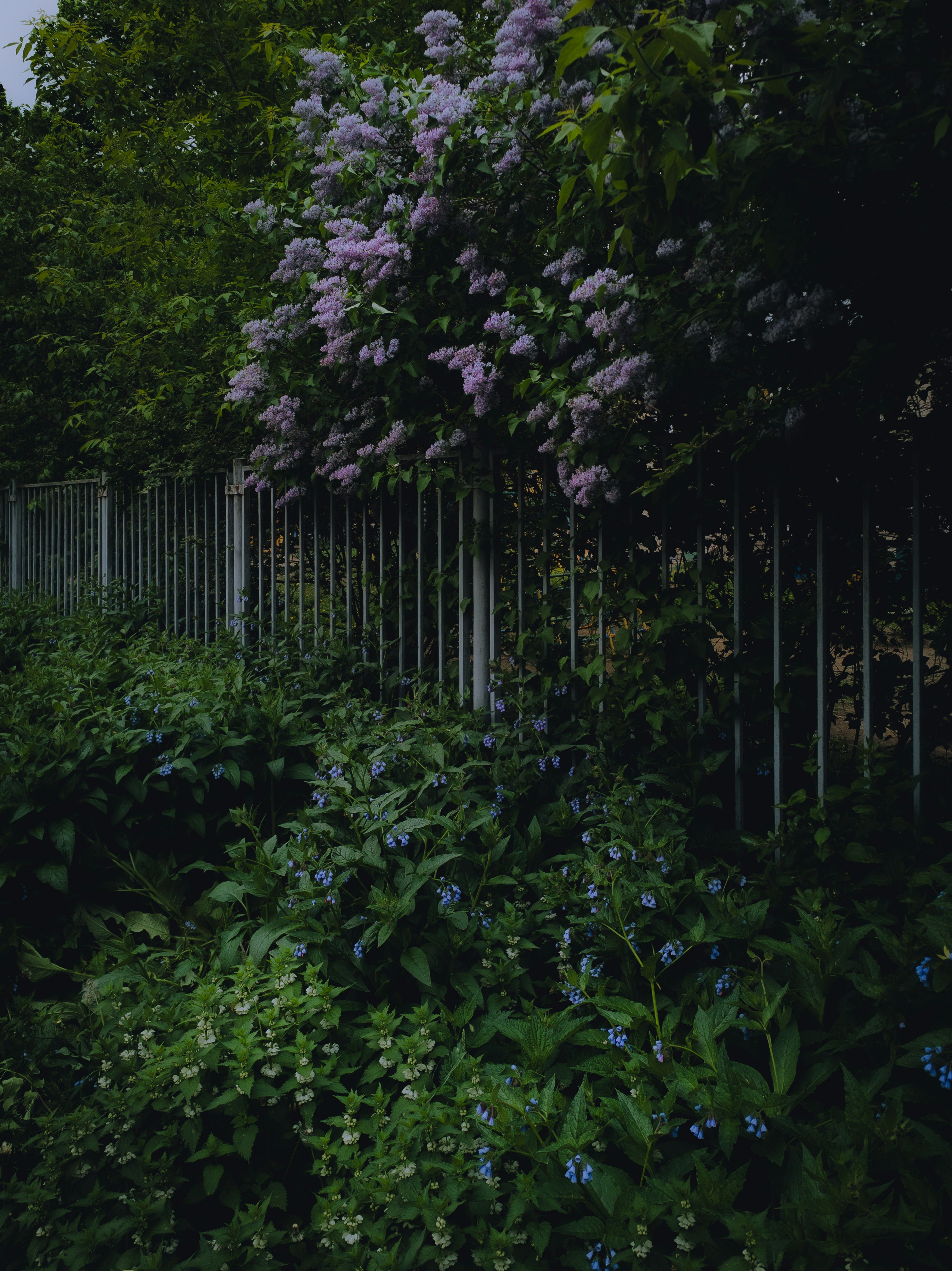 Lilac-Top Fence: Shadowed Hydrangea Verge
