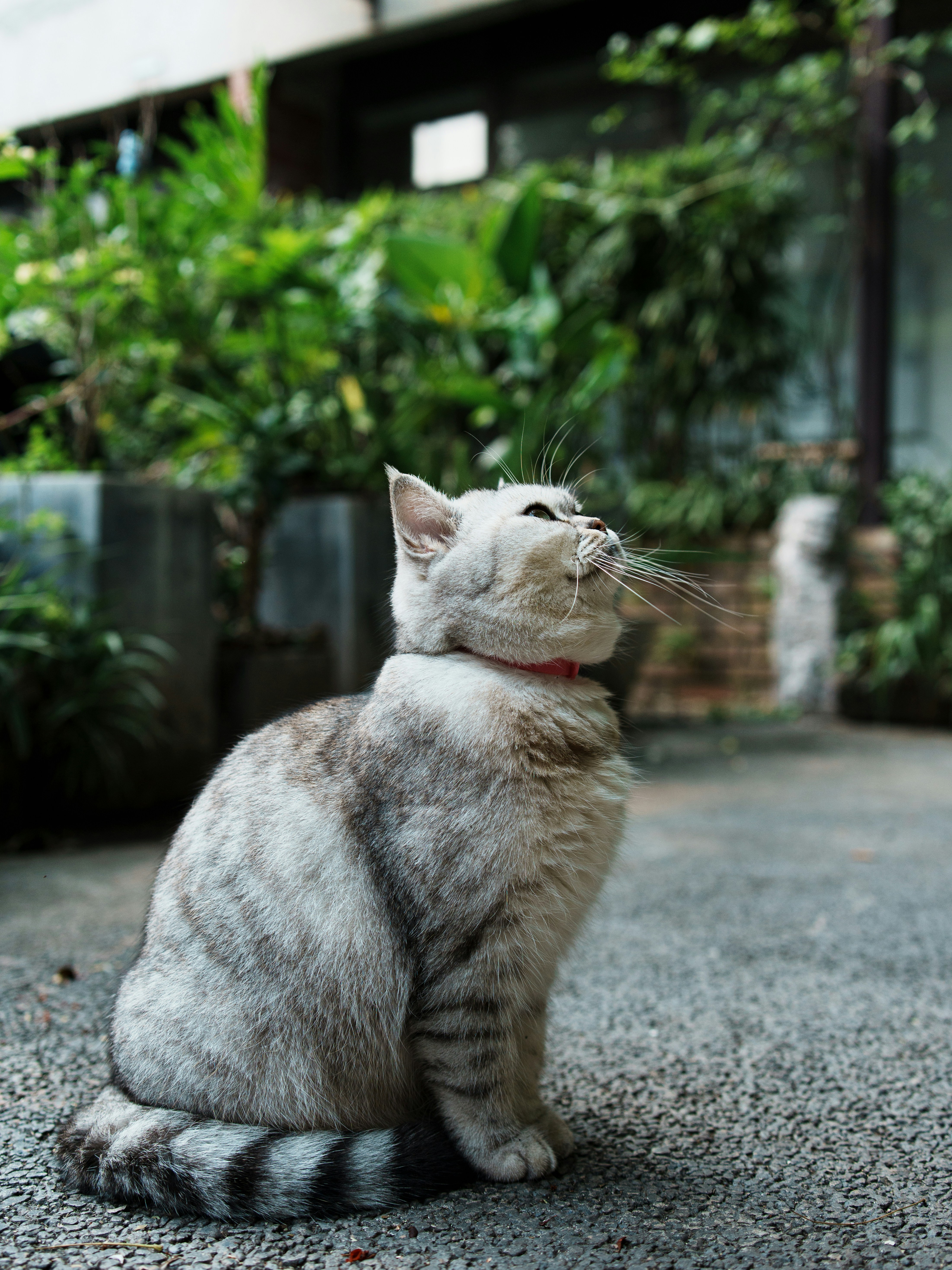 Curious Cat in a Quiet Courtyard Reaching for the Sky