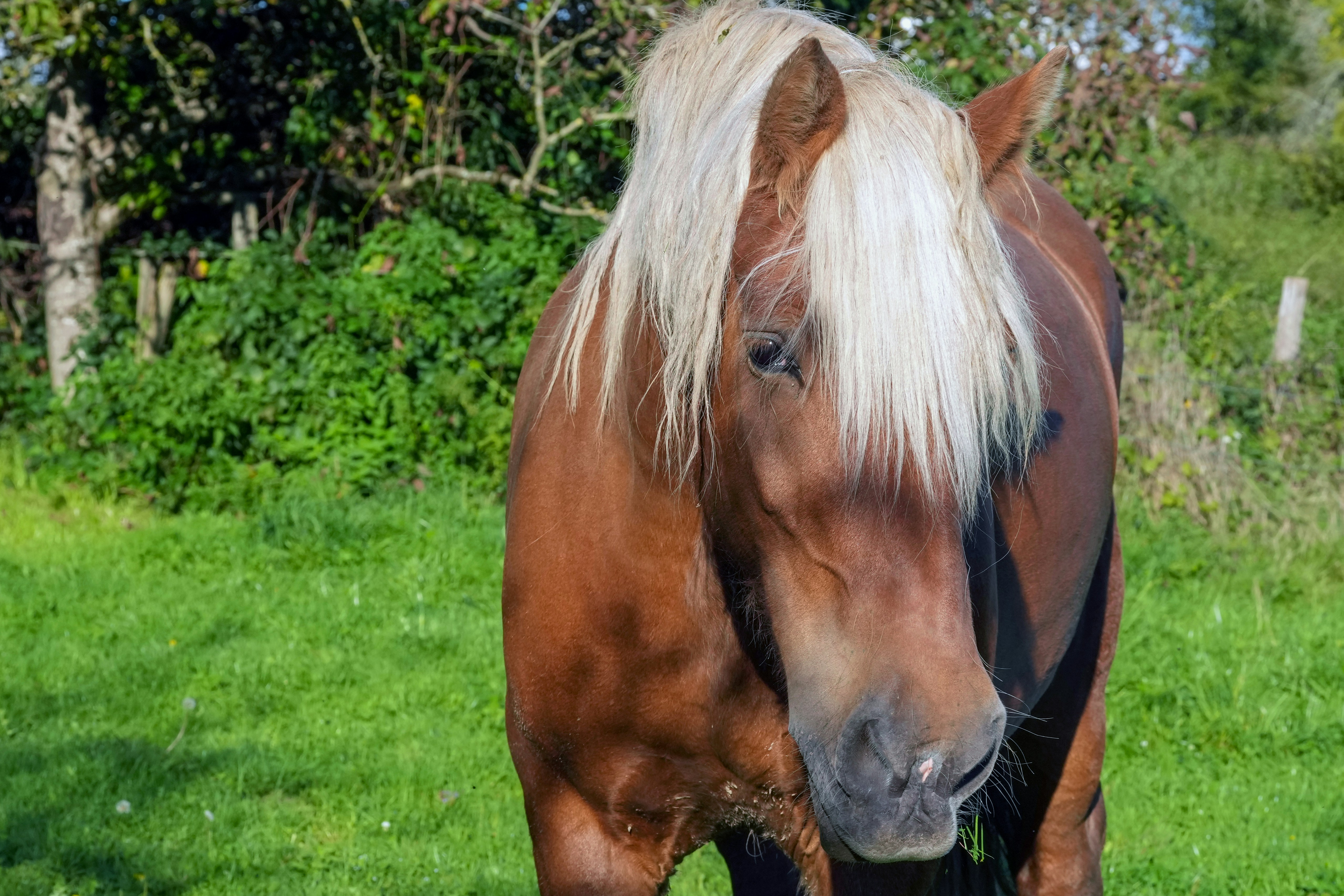 Chestnut Stallion in a Sunlit Meadow
