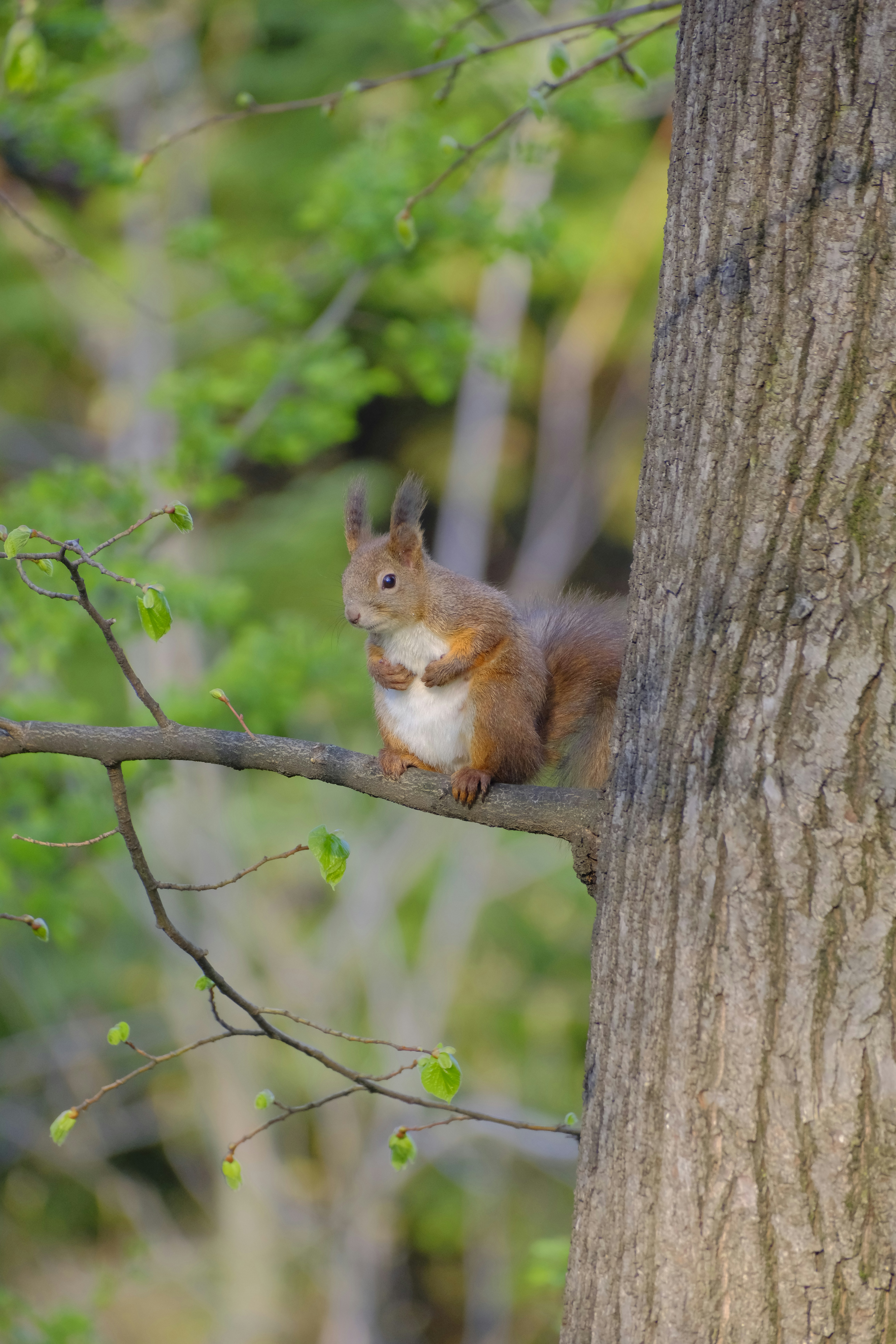 Squirrel Pause on a Sunlit Branch