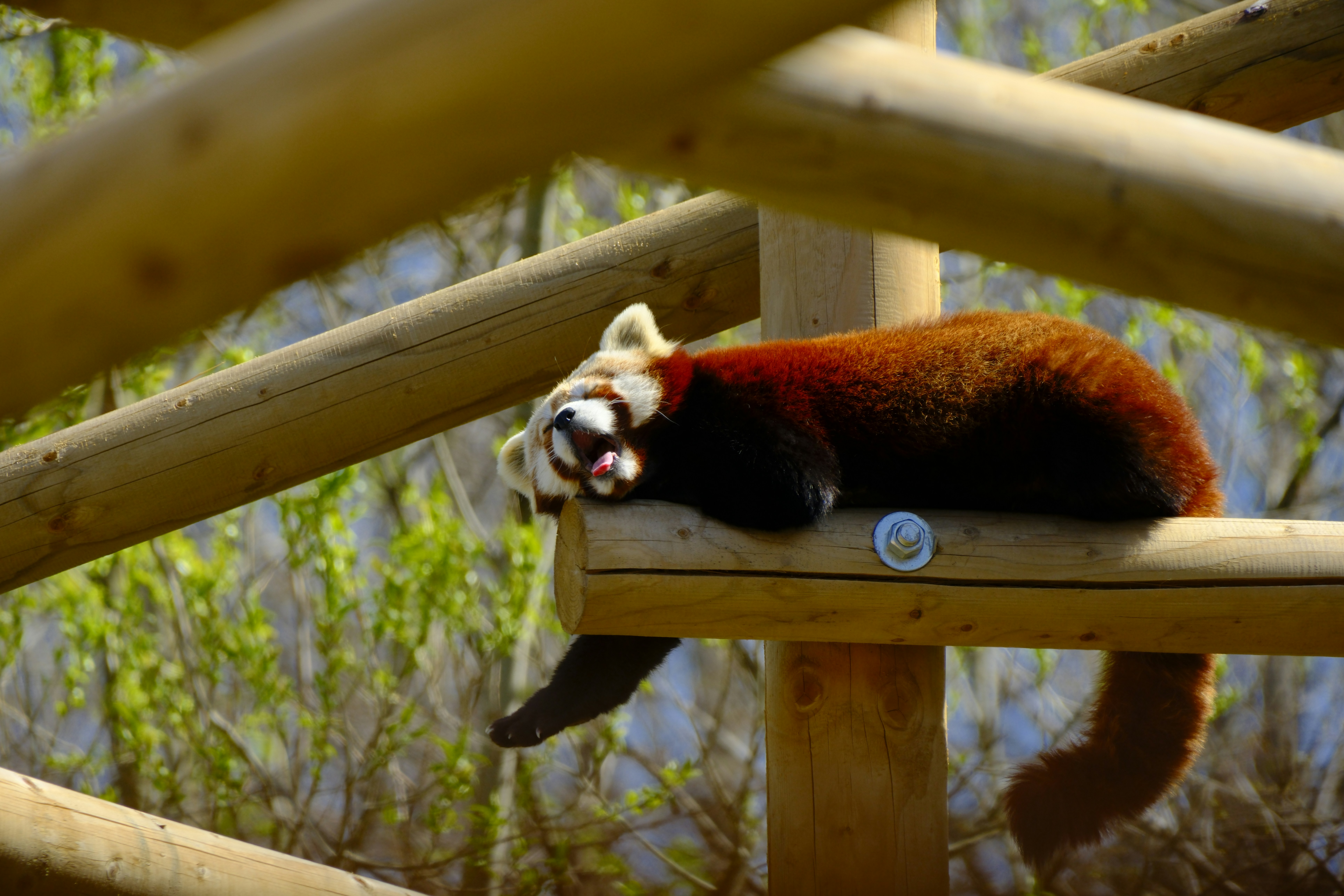 Red panda at Brasov Zoo