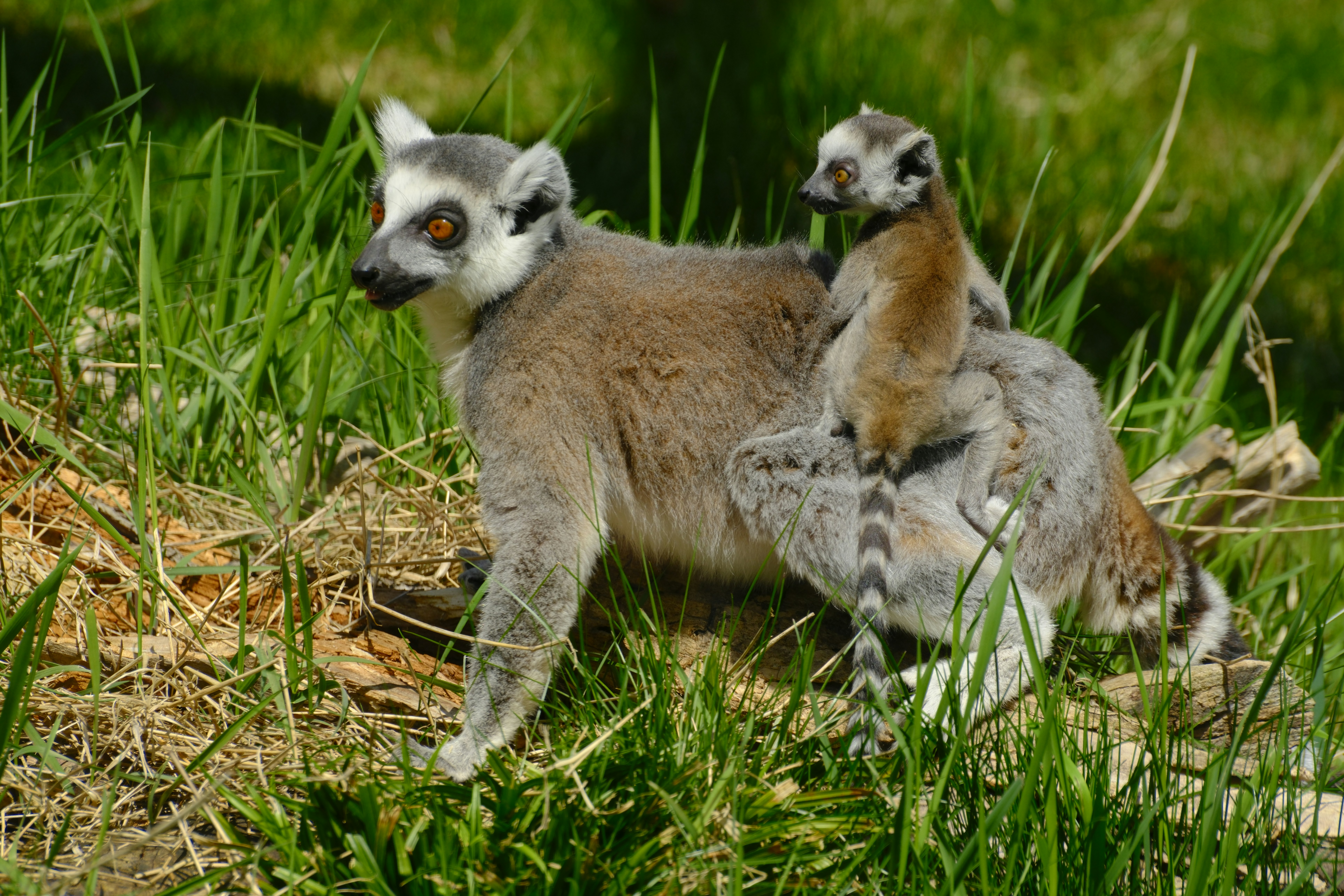 Lemur duo in sunlit grass: a cautious pair by the reed edge