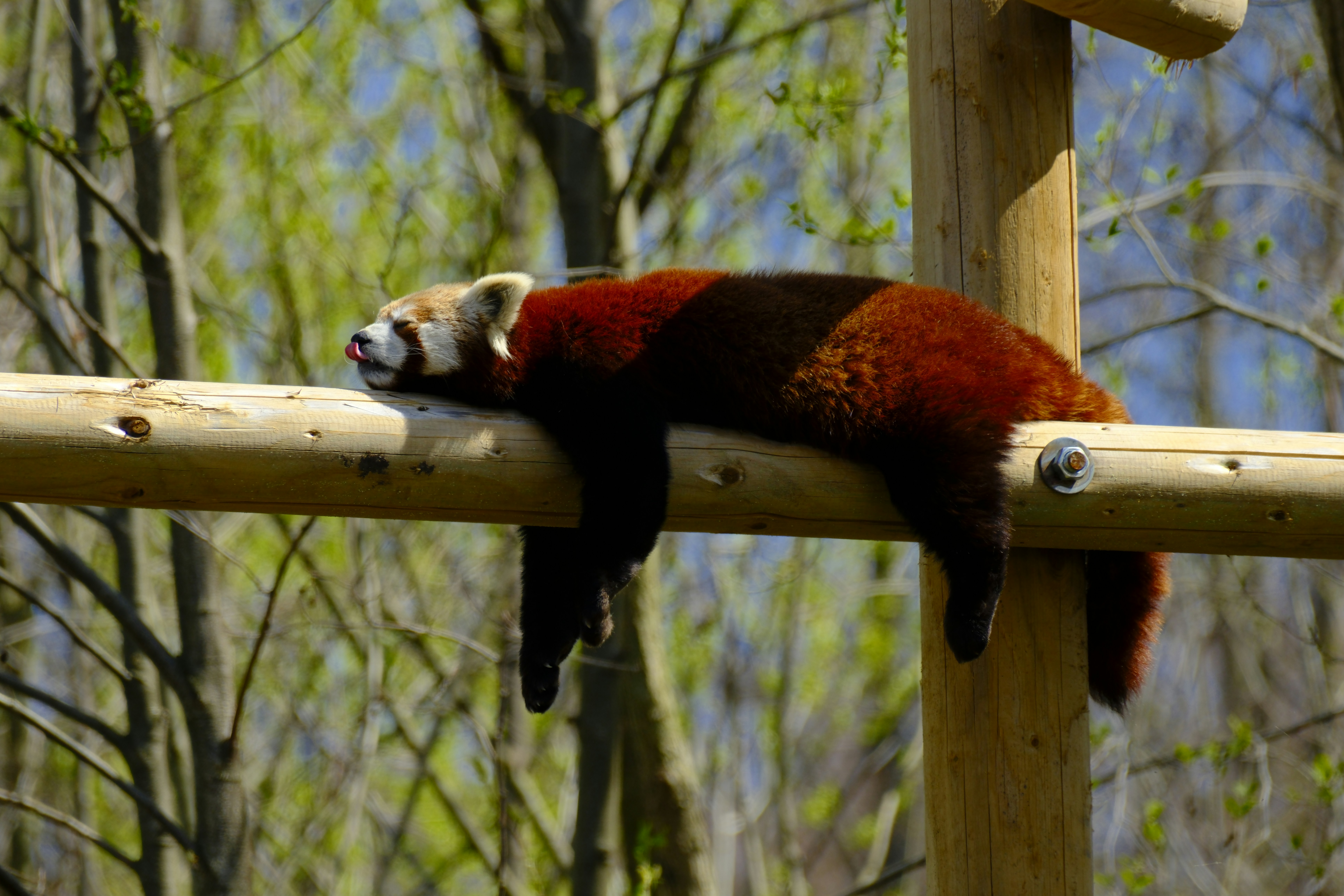 Red Panda Powernap on Wooden Crossbeam
