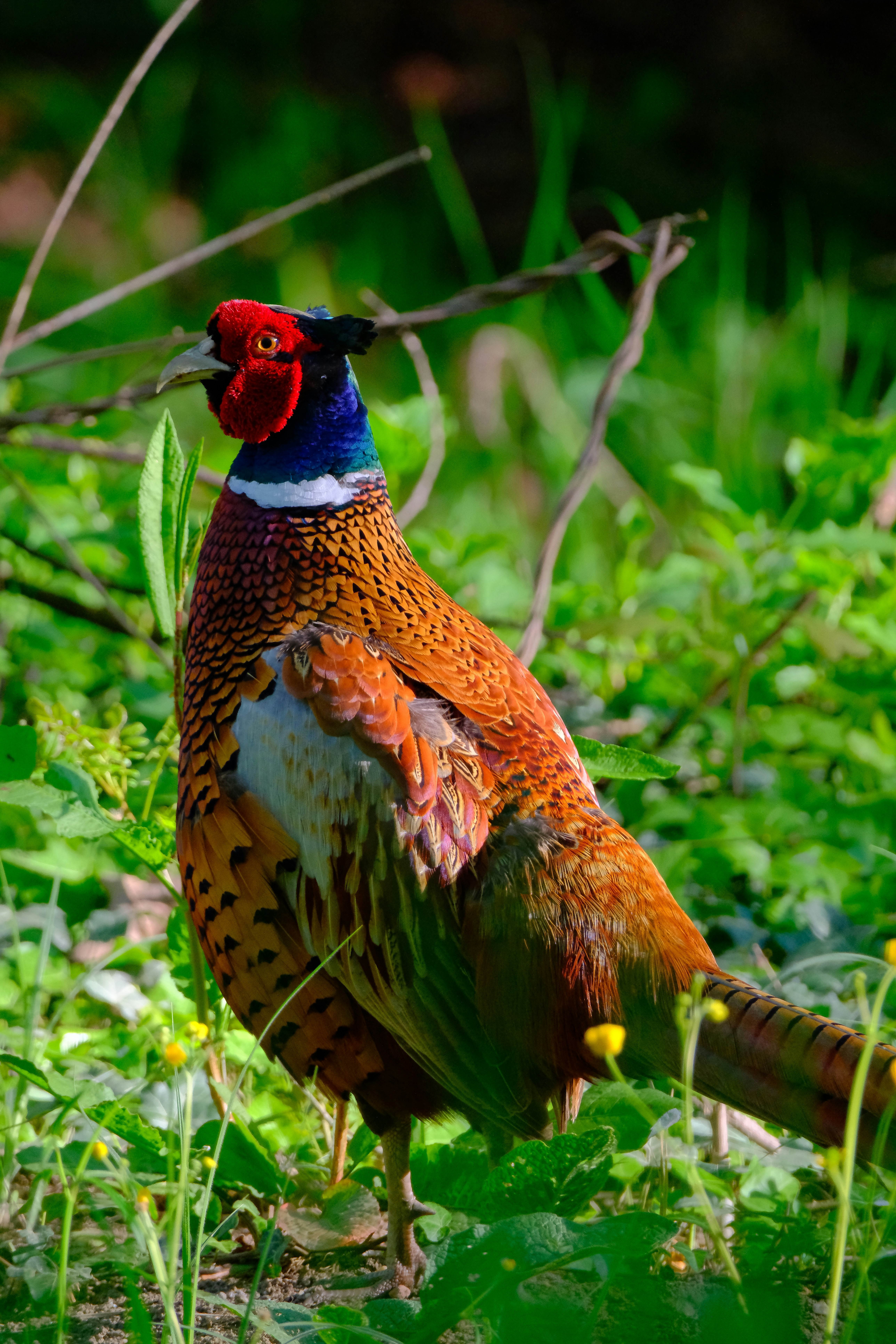 Crimson Crest Over Green: A Painted Pheasant in Prime Light