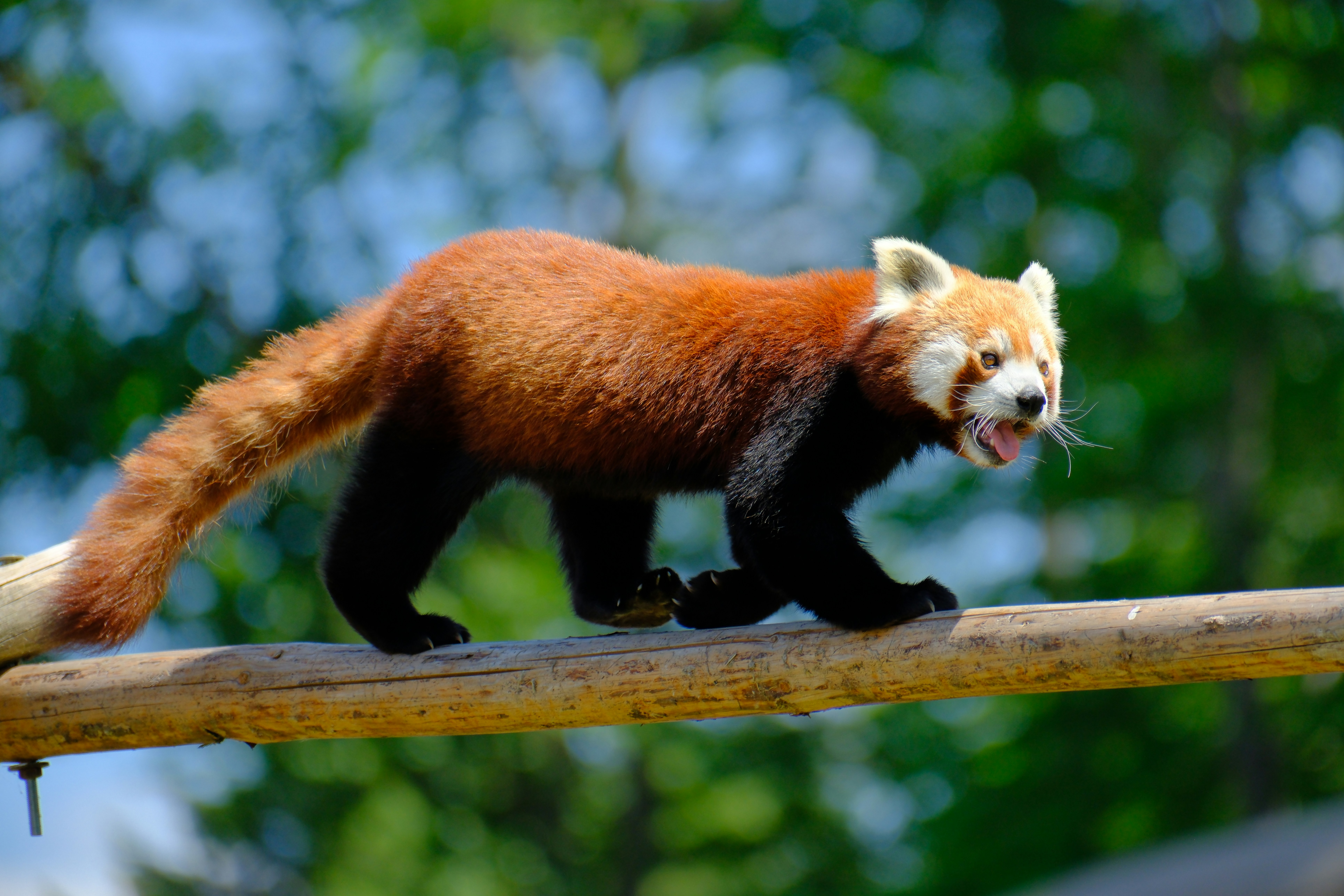 Sunlit Red Panda Crossing a Log Trellis