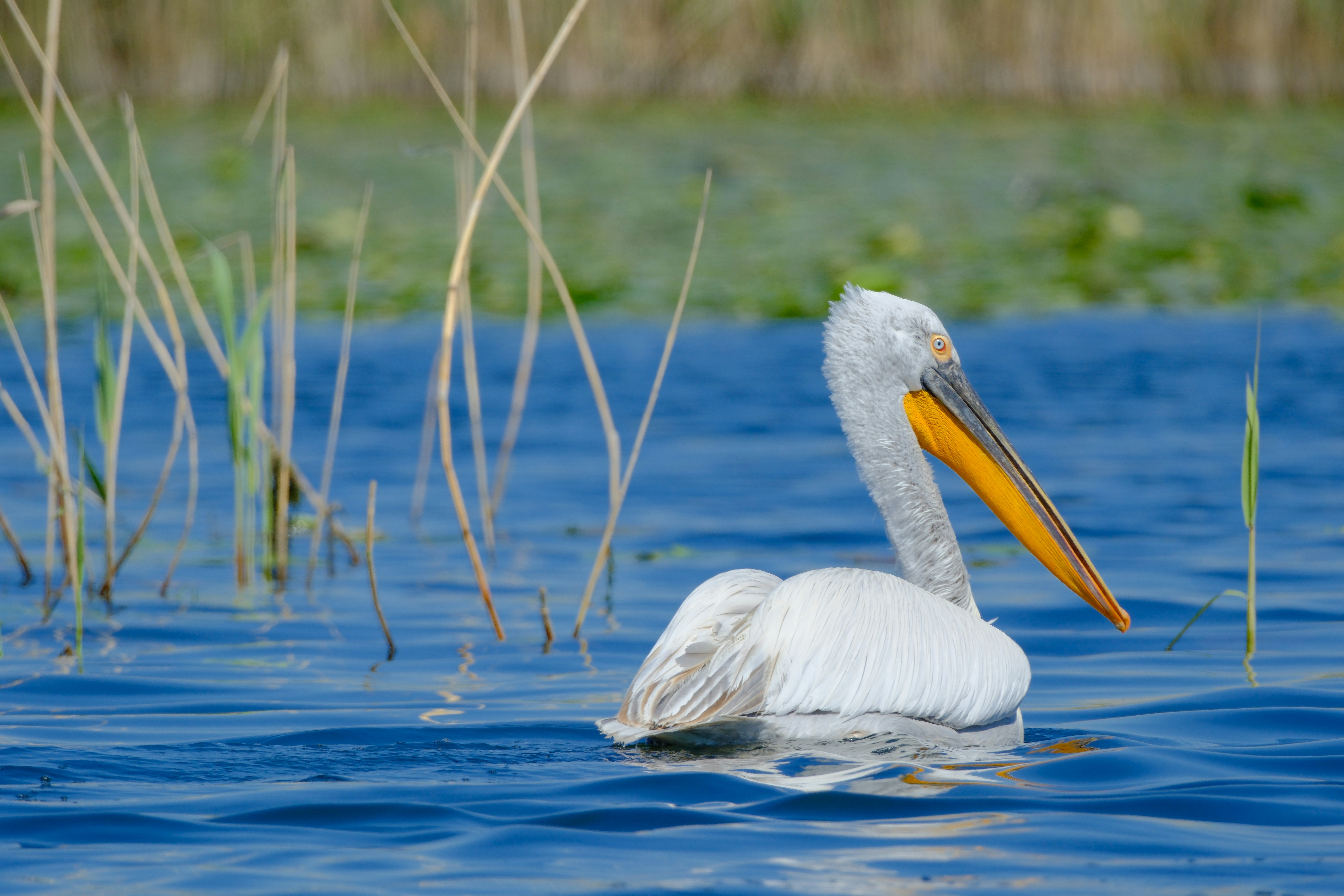 Serene White Aerial: A pelican glides through blue reflections
