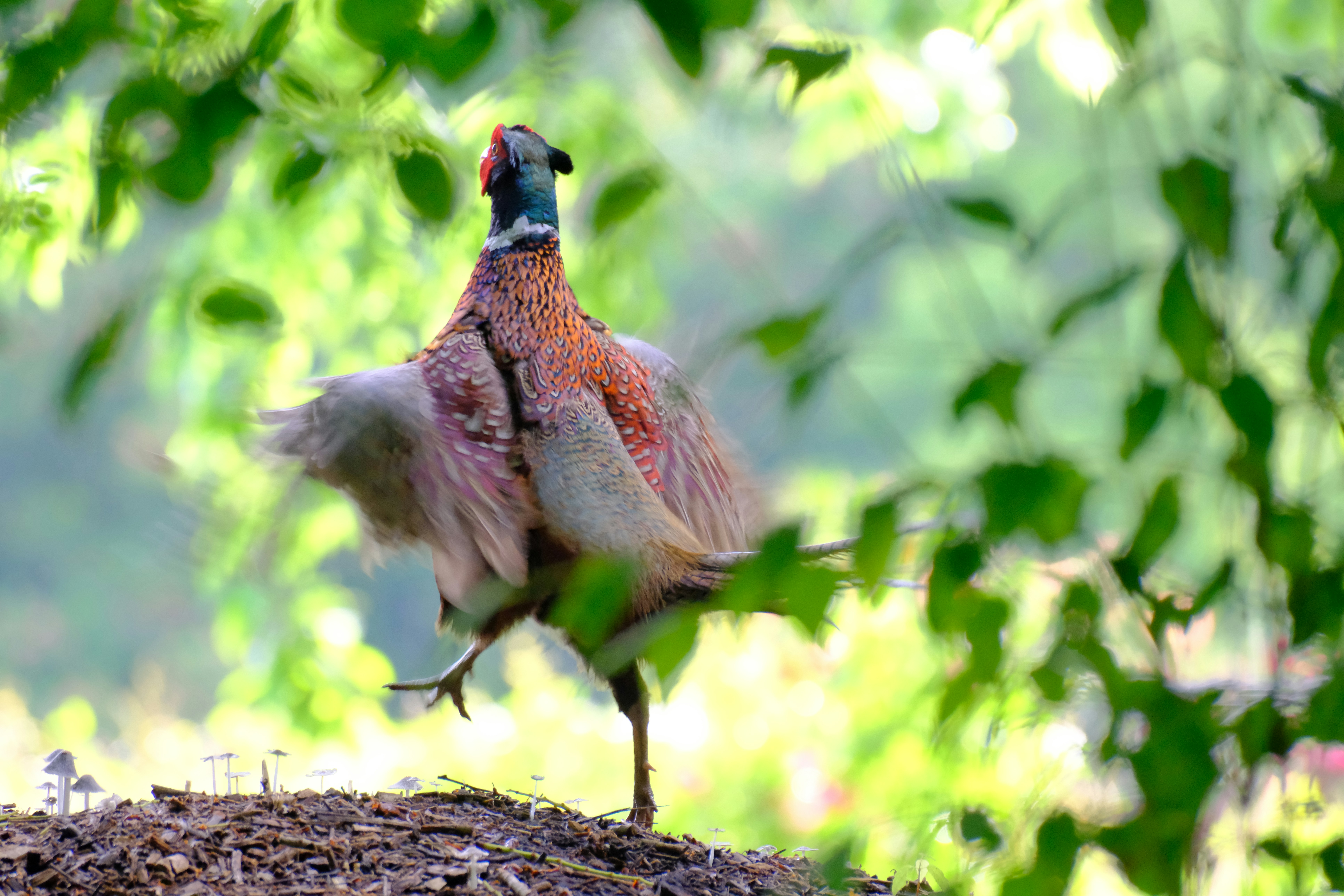 Strutting Pheasant Emerges Through Dappled Greenery