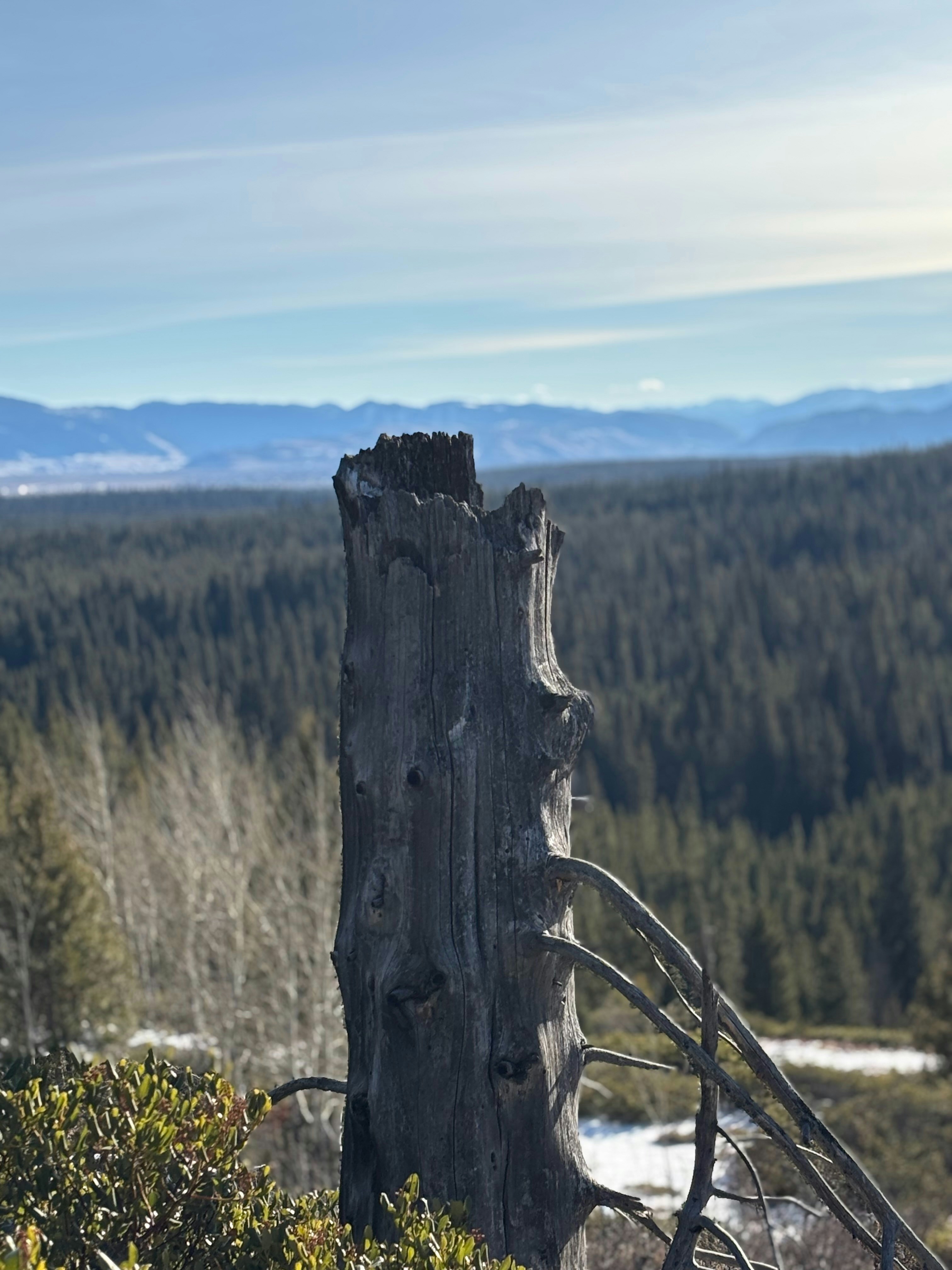 Weathered Sentinel: A Lone Tree Trunk Reaches Toward a Snow-dusted Forest