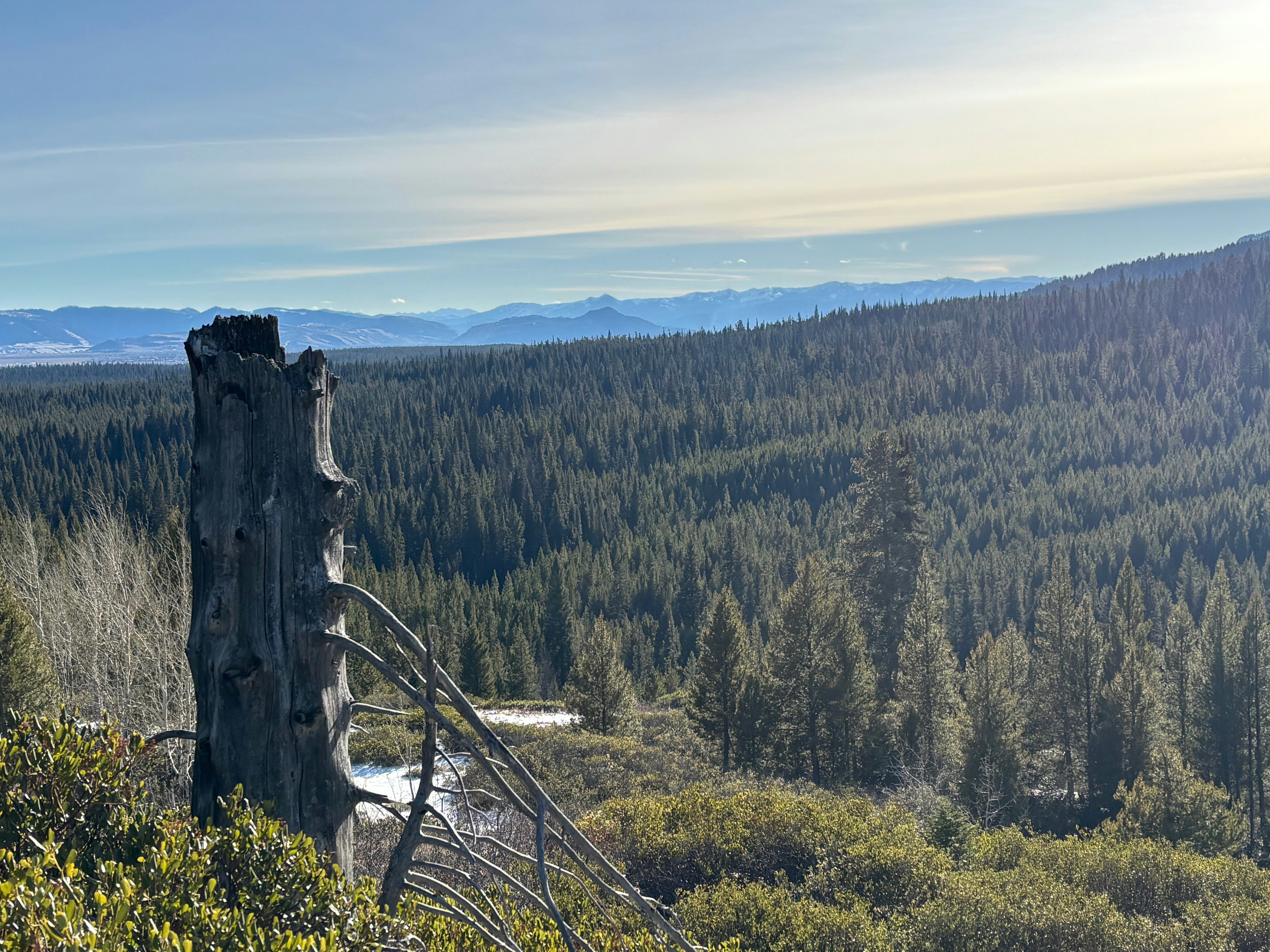Weathered tree stump overlooks vast evergreen forest and distant mountains.