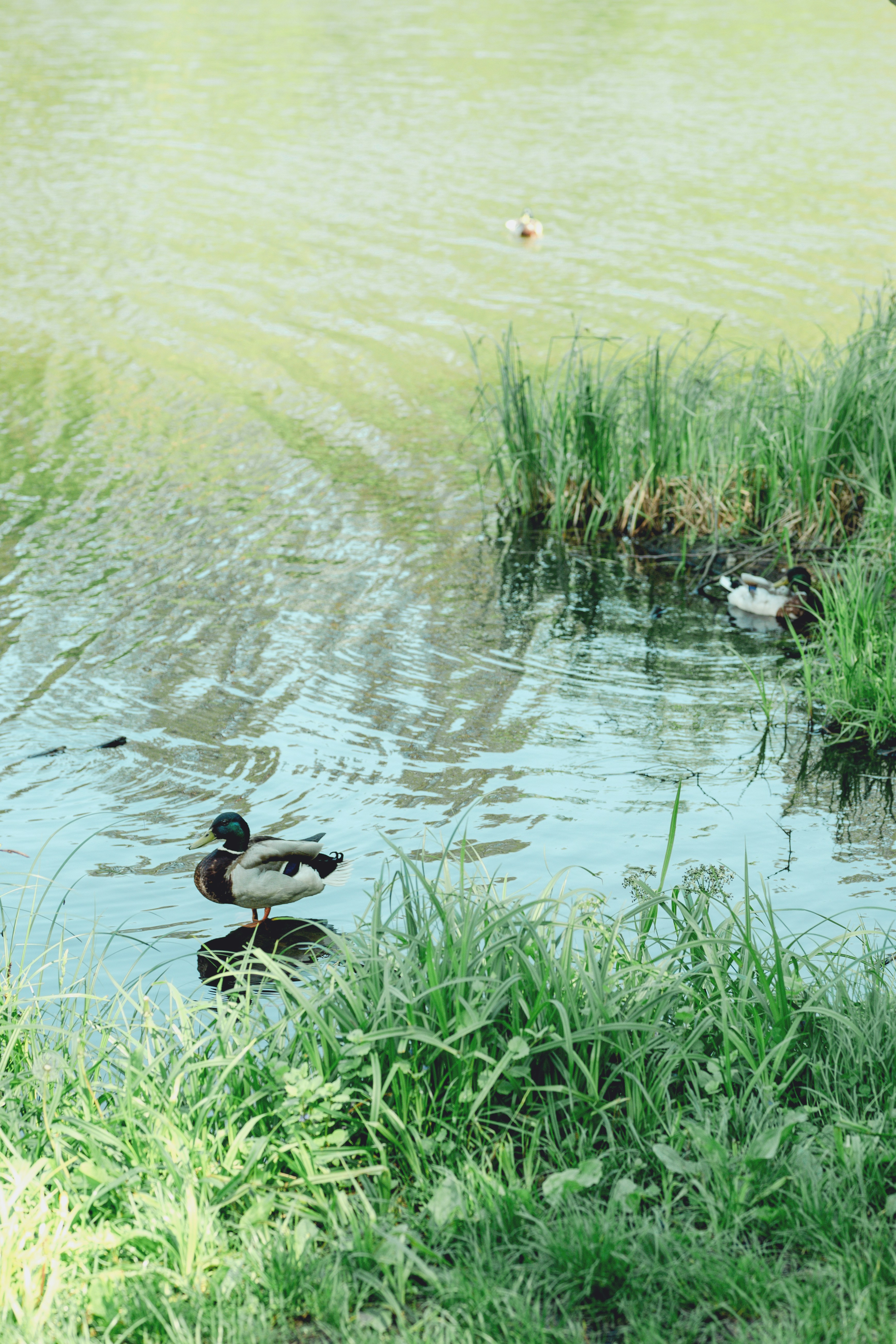 Ducks by the verdant bank under a tranquil pond