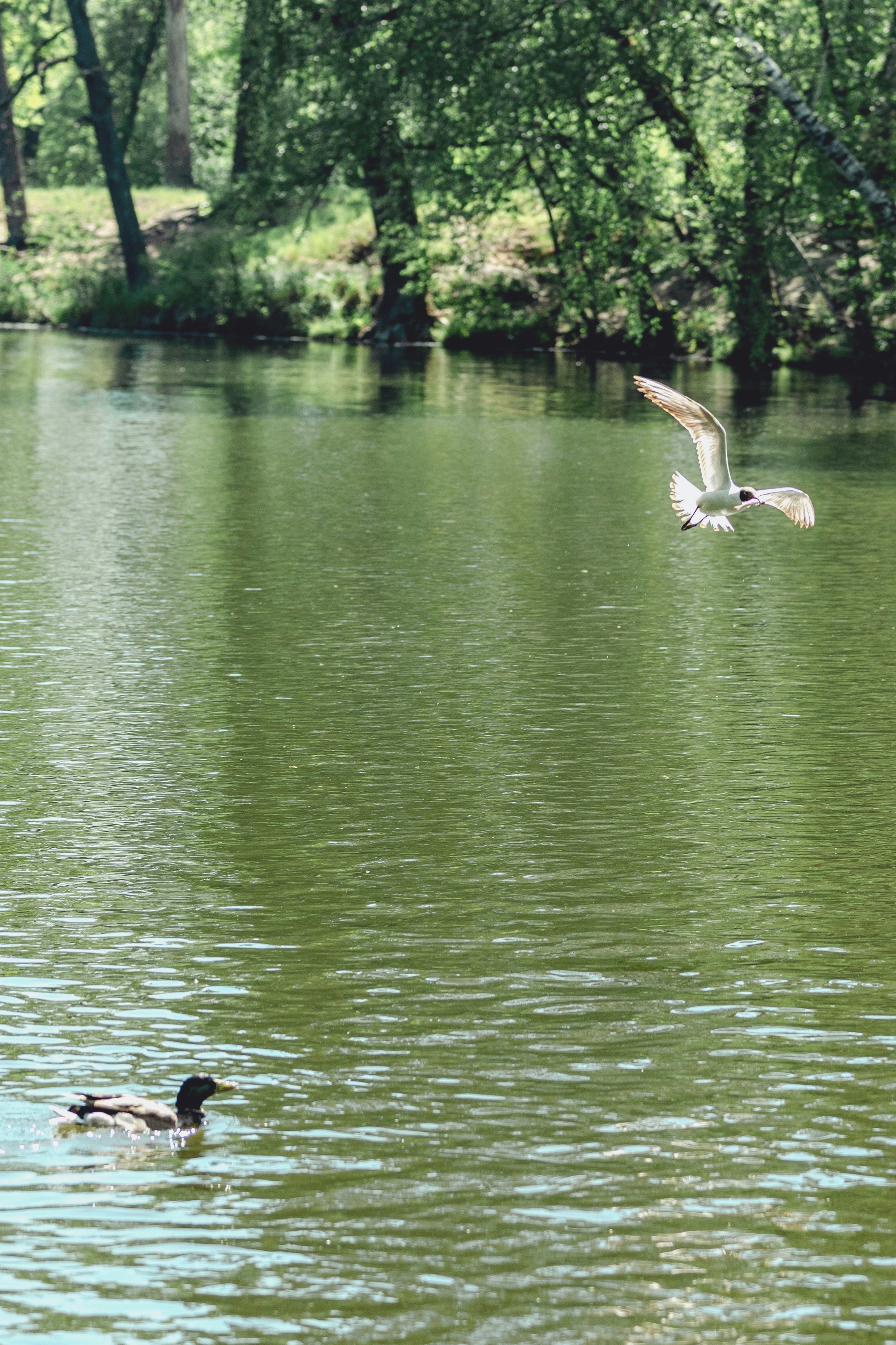 Soaring Watcher over the Still Waters