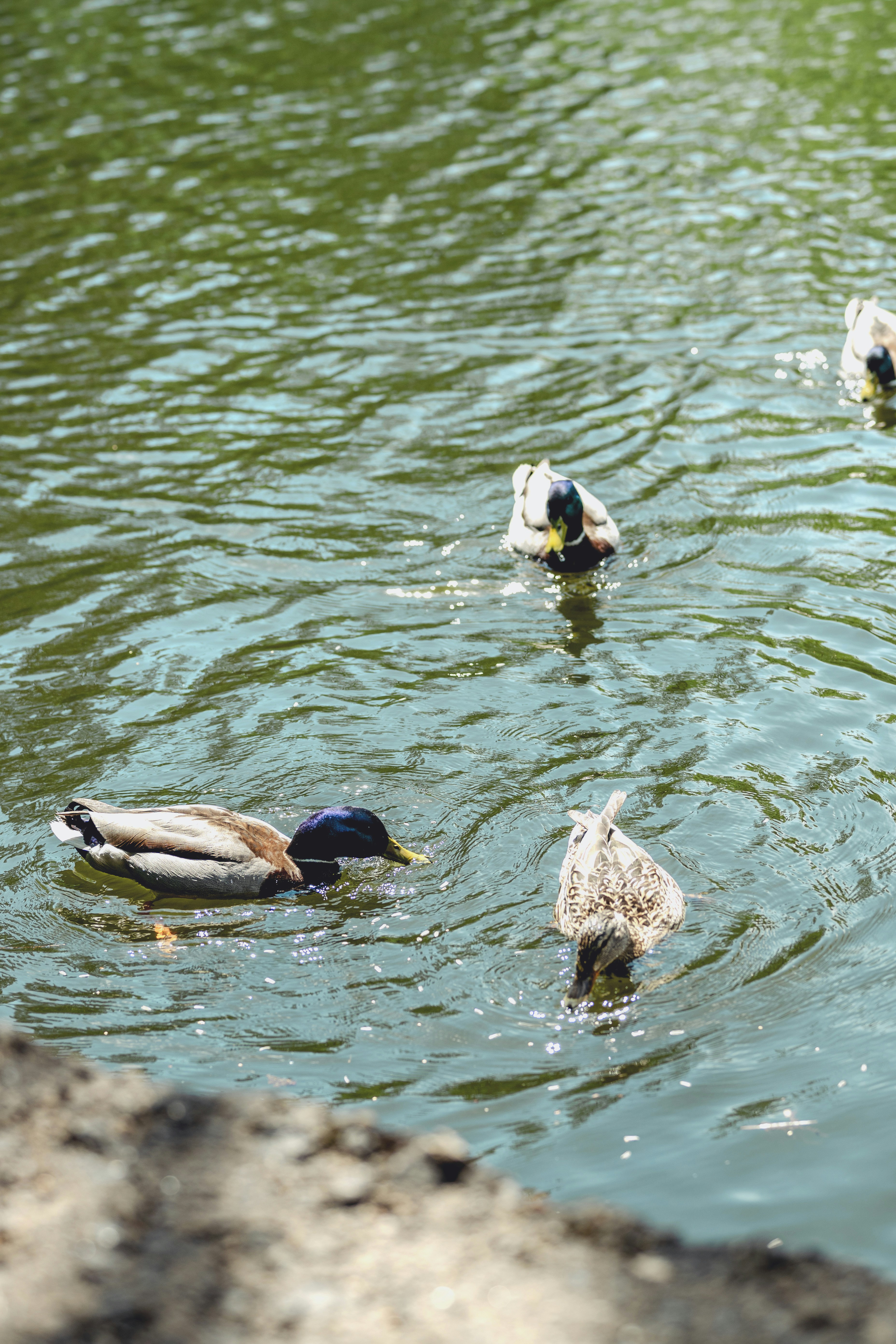 Several ducks swim and feed in a green pond.