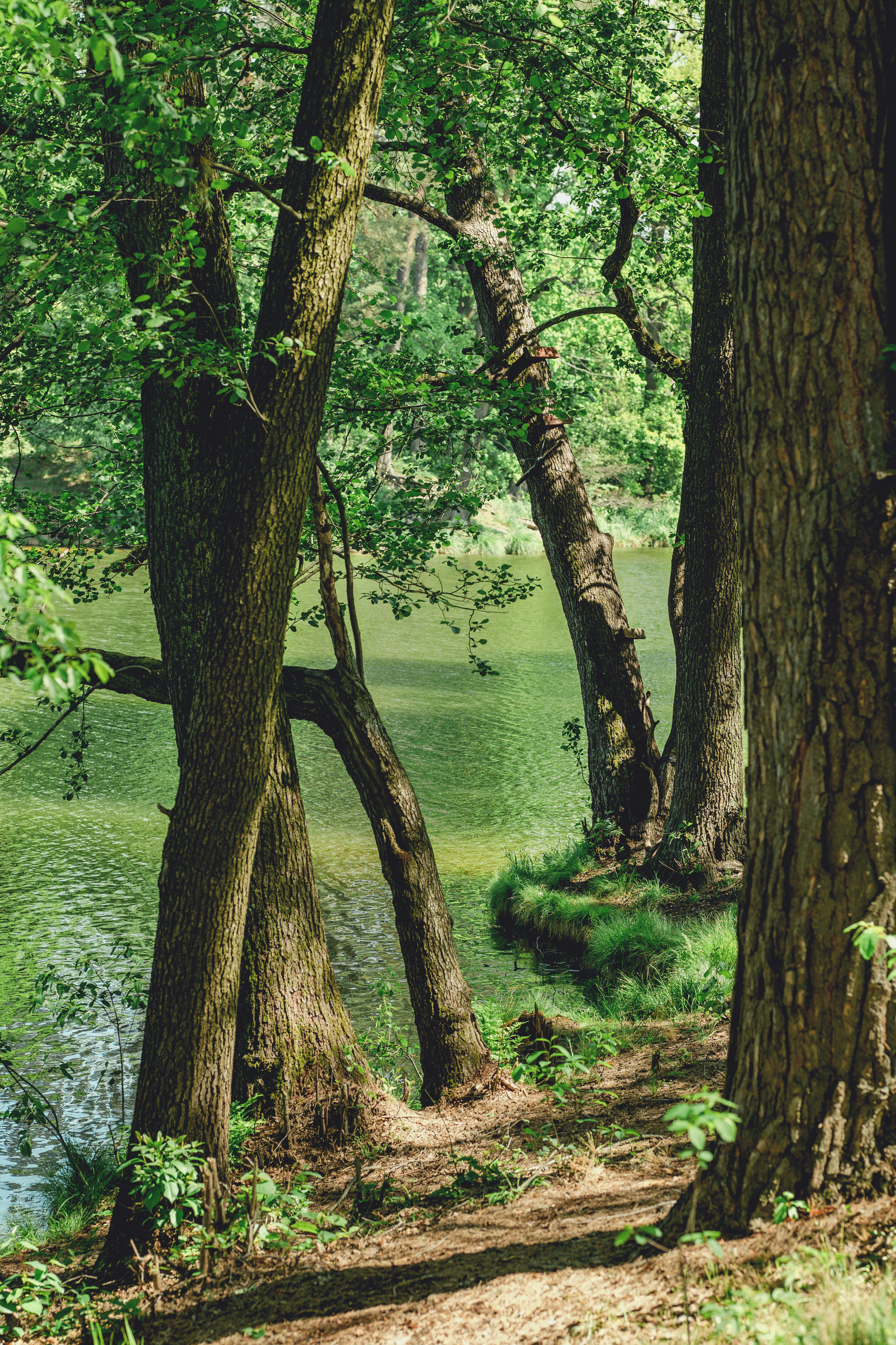 Trunk Trio by the Quiet Lake