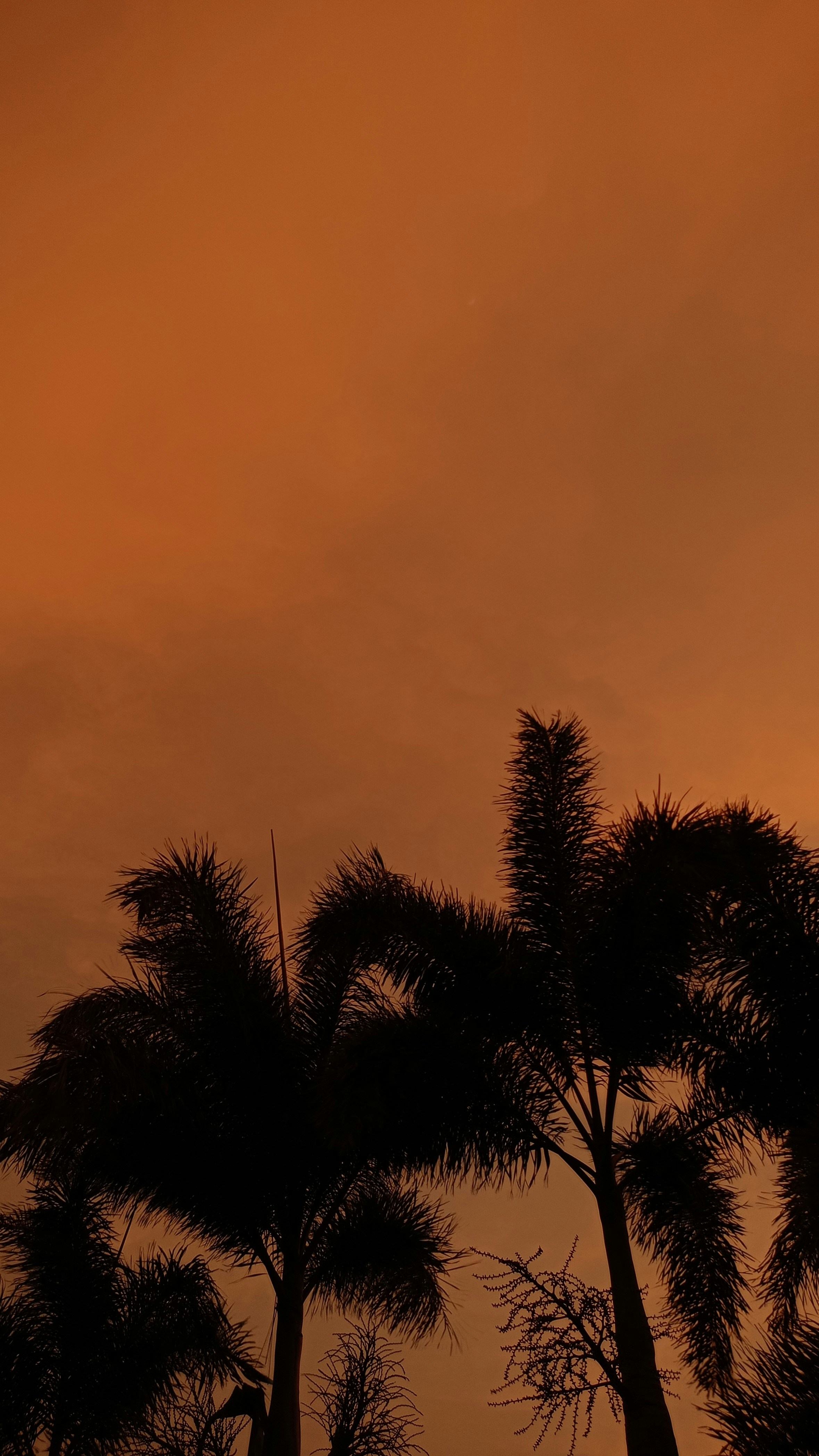 Silhouetted Palms Against a Fiery Evening Sky