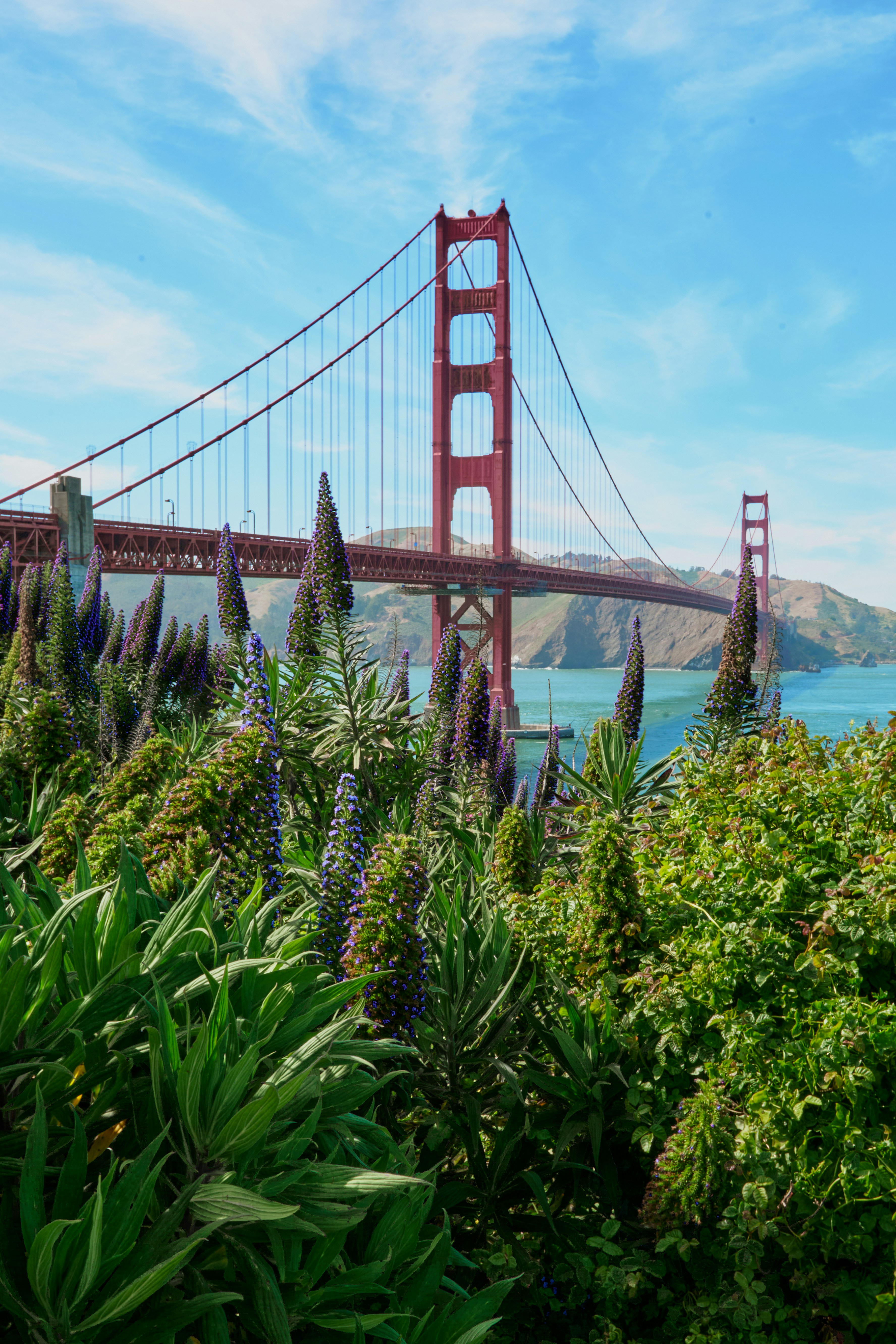 Emerald Garden at Golden Gate: Blooms Framing the Red Span