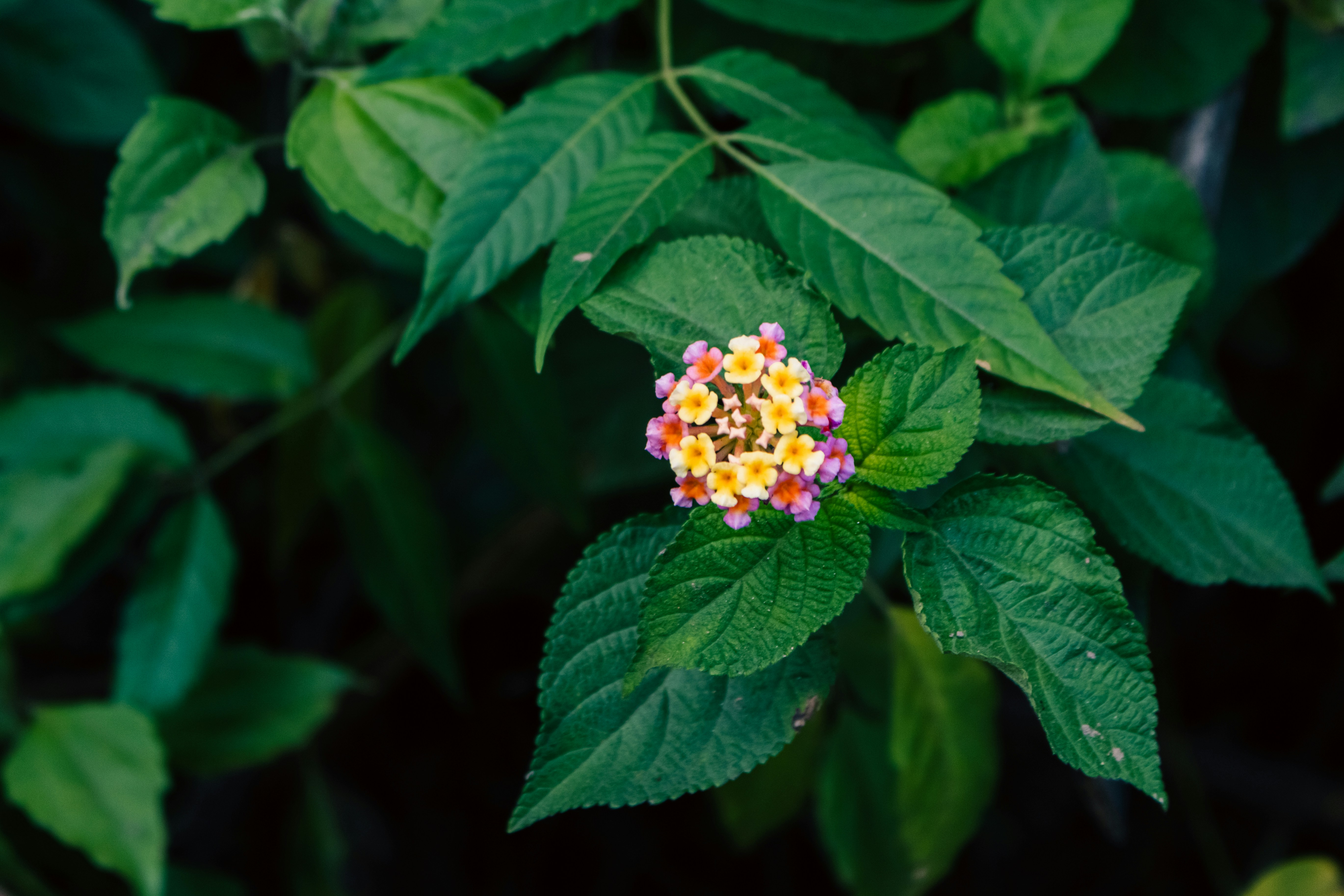 Centered Bloom: A Vivid Lantana Ring Among Dark Green Foliage