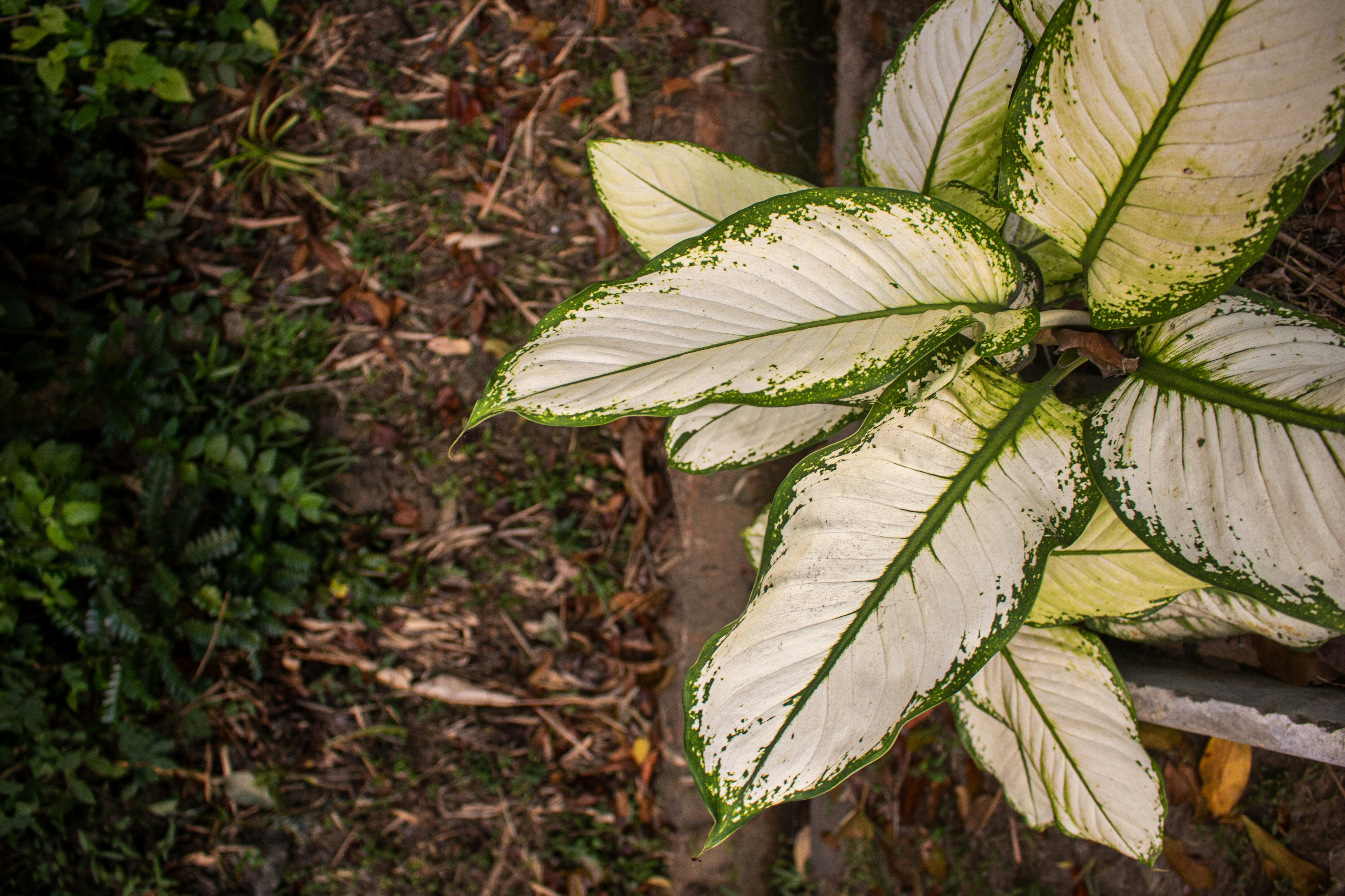 Ivory Green: A Variegated Leaf Focal Under Grounded Canopy