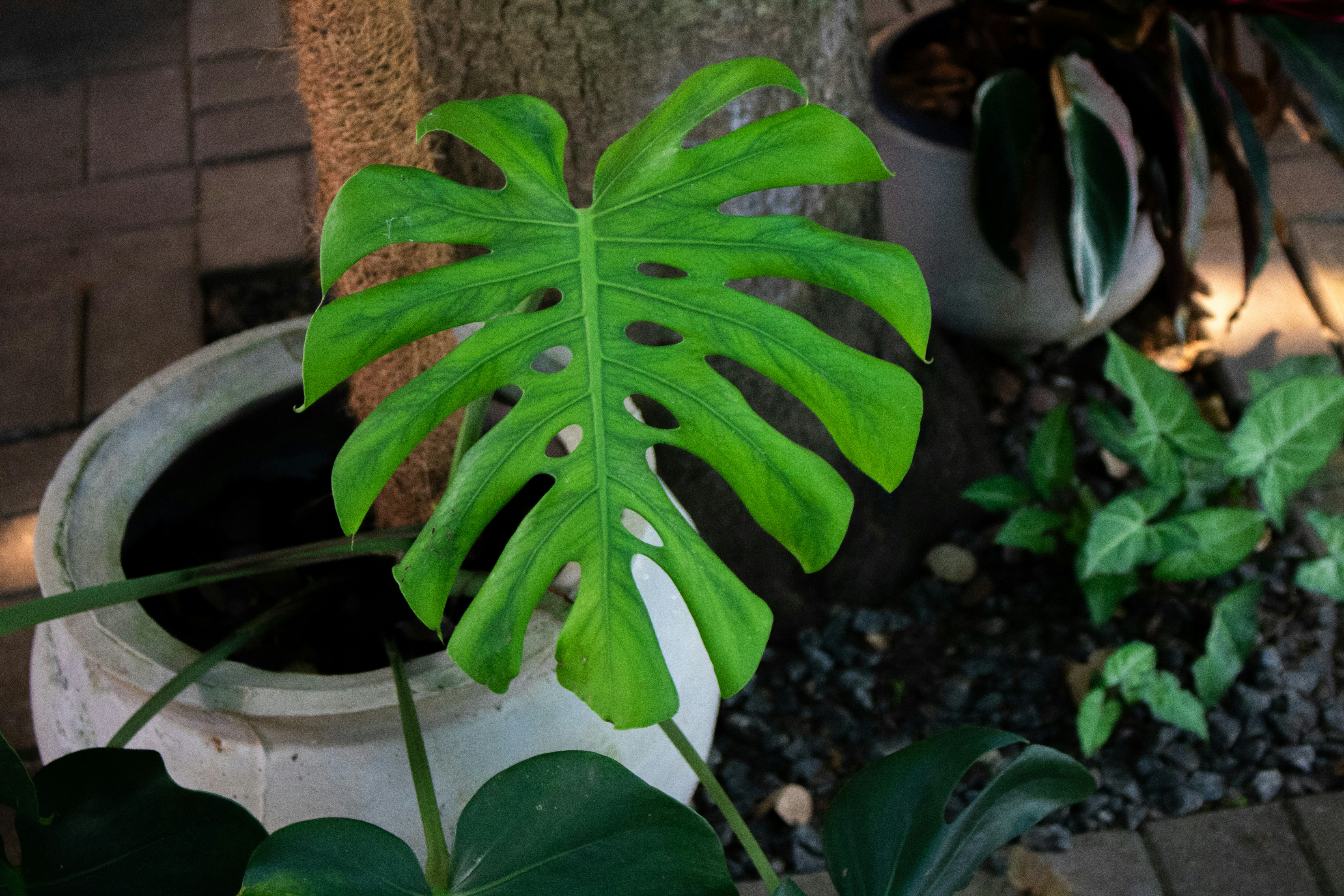 Monstera leaf with distinctive split fenestrations rests in a potted plant setting within a courtyard; surrounding pots and gravel provide context and depth.
