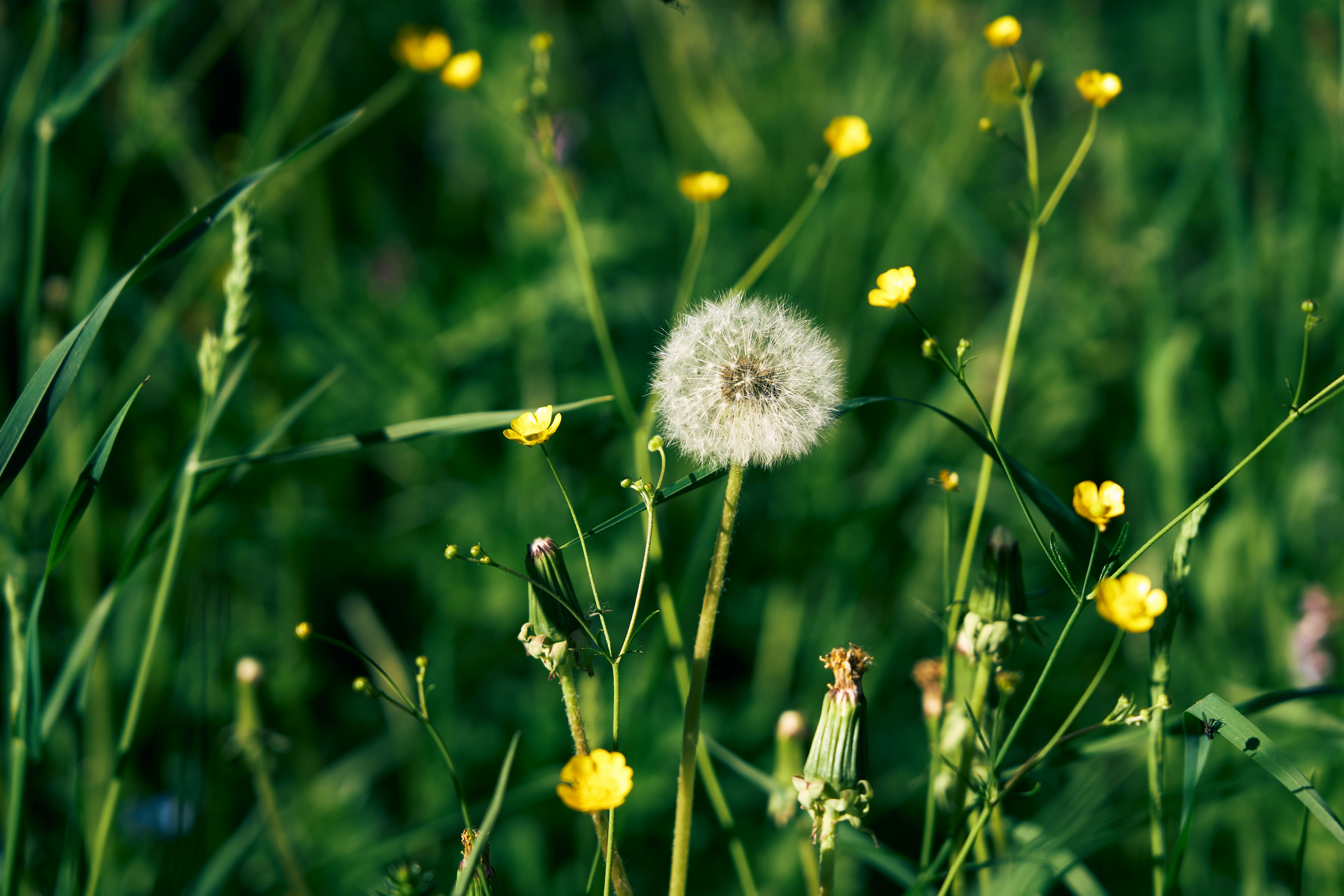 Whispers of a Dandelion Meadow at Dawn