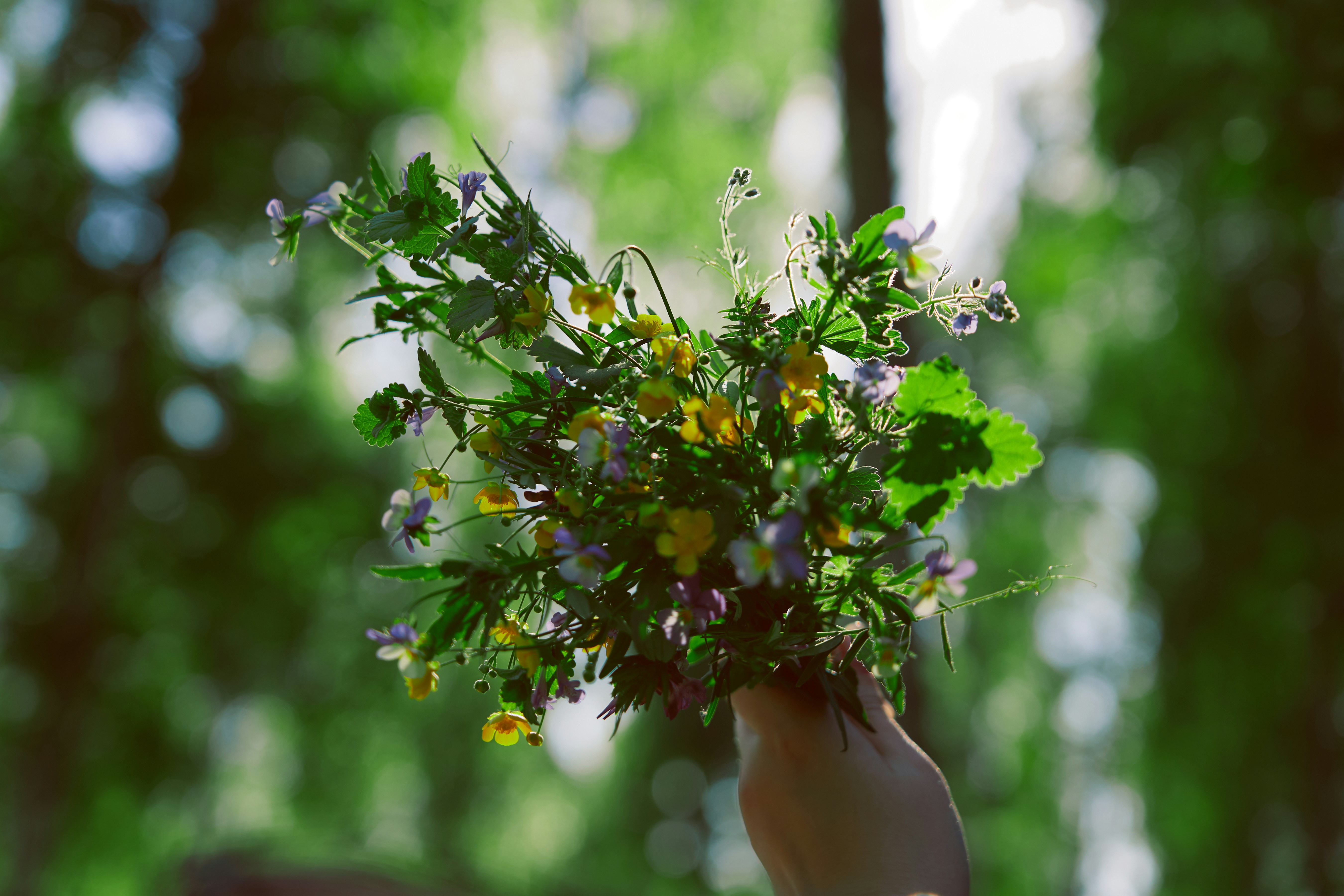A Bouquet of Wildflowers Raised to the Canopy