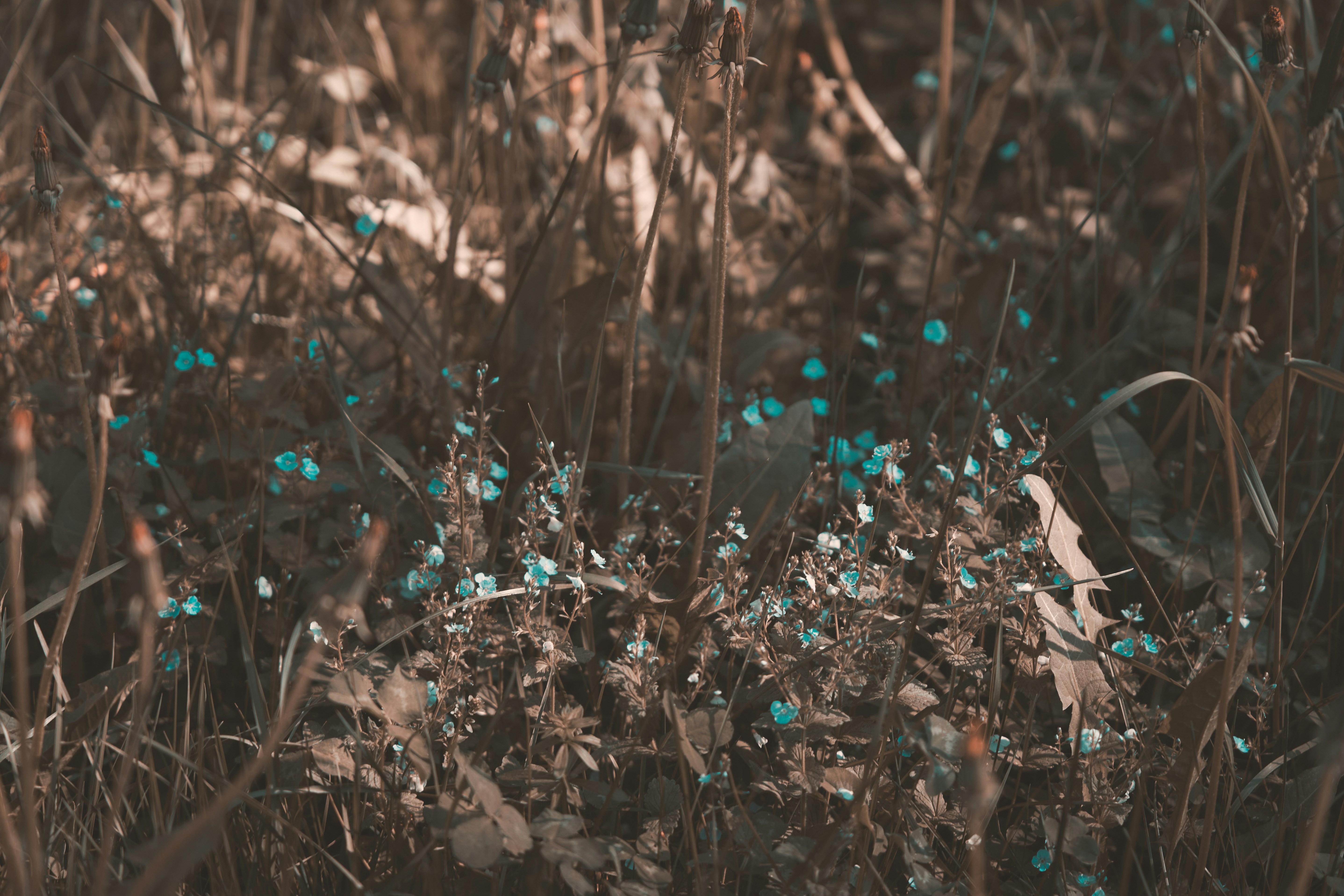 Blue Flora in Honest Glow