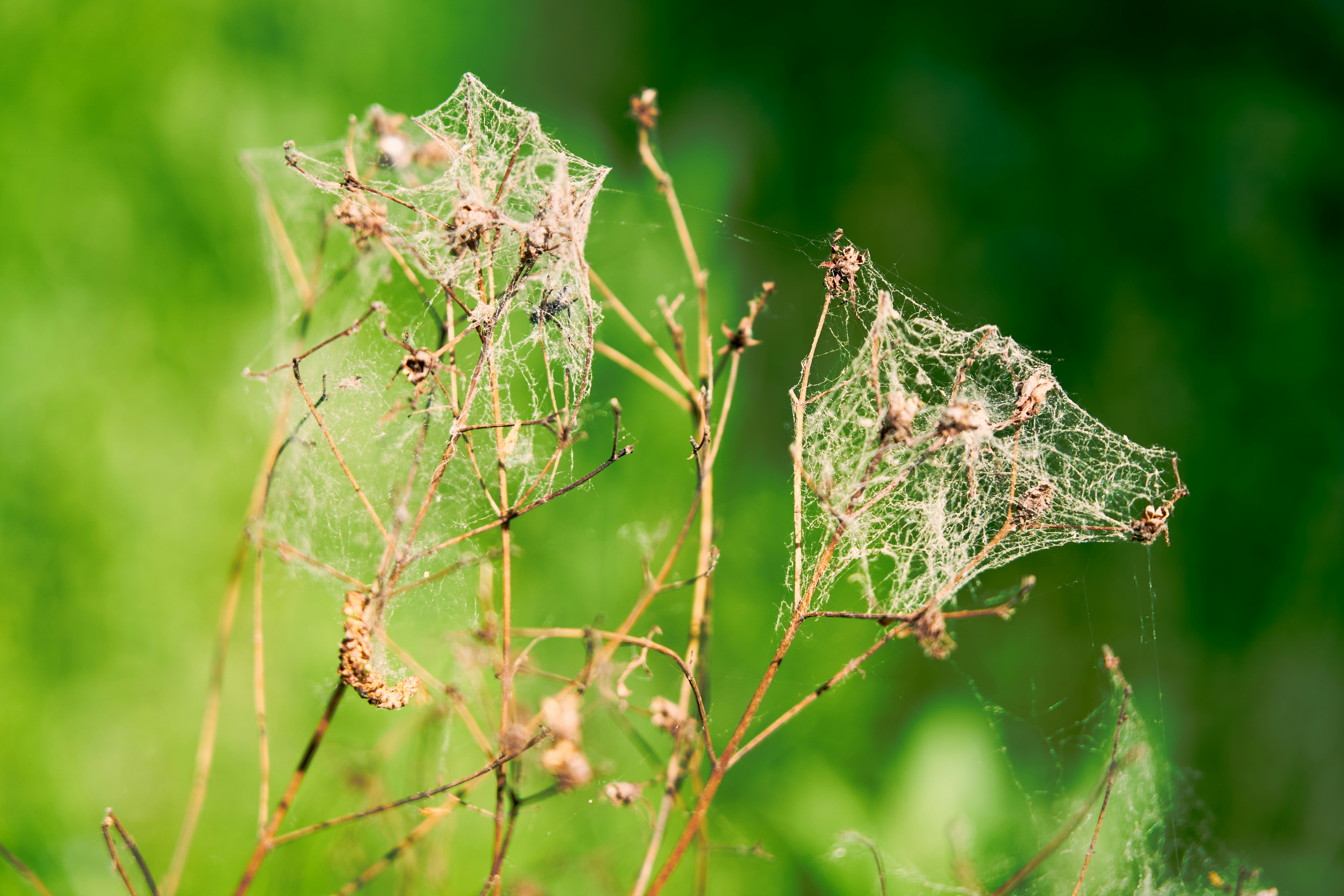 Silken Tracery: Dewy Spider Webs Adrift in Spring Green