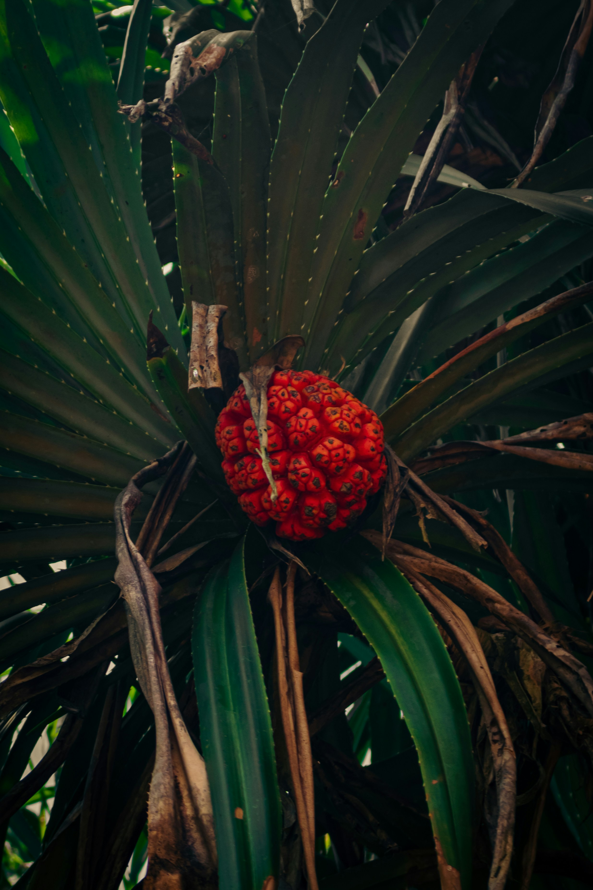 Red Centerpiece Among Bristling Green: A Tropical Seed Pod in Focus