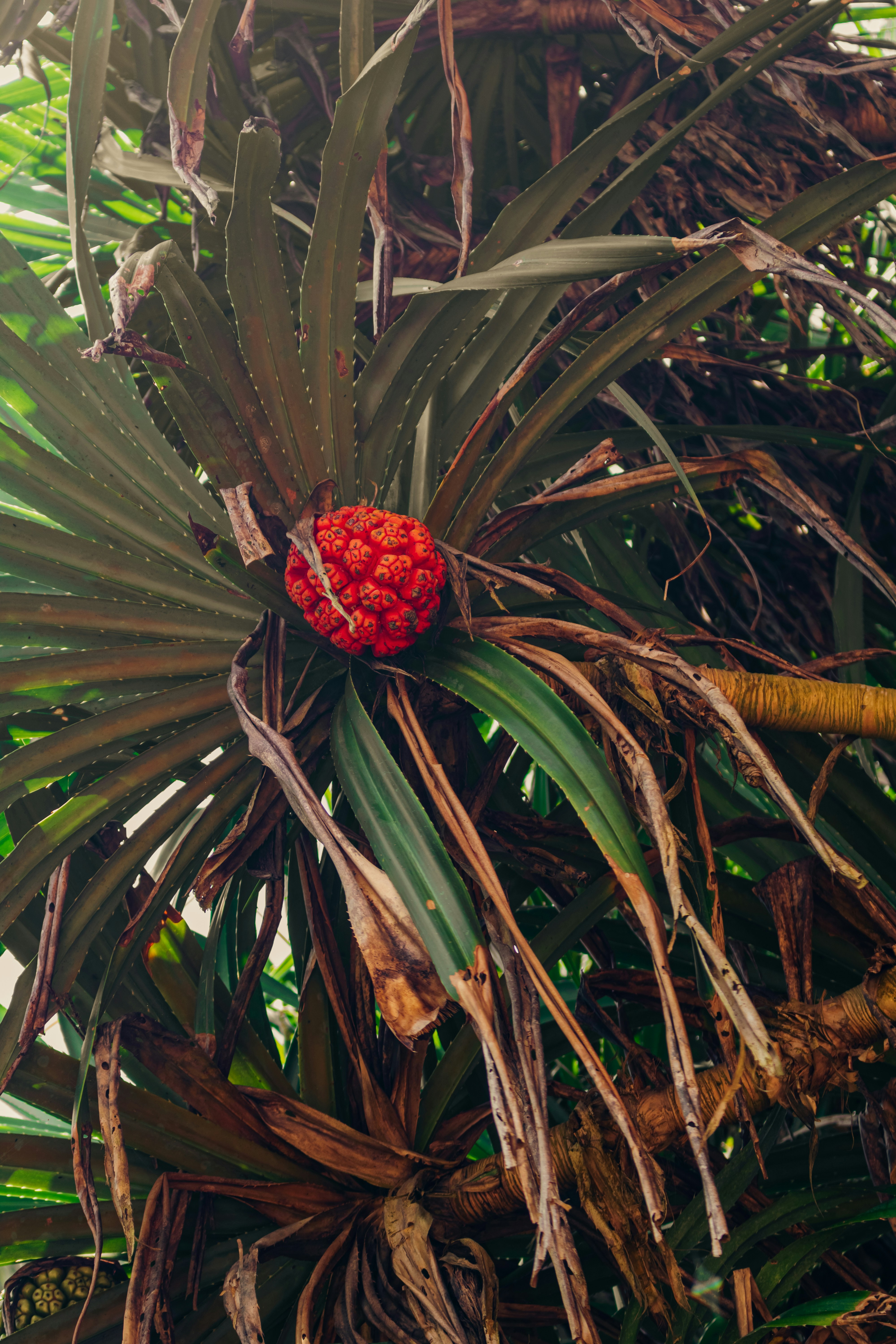 Red Inflorescence at the Center of Desert-green Foliage