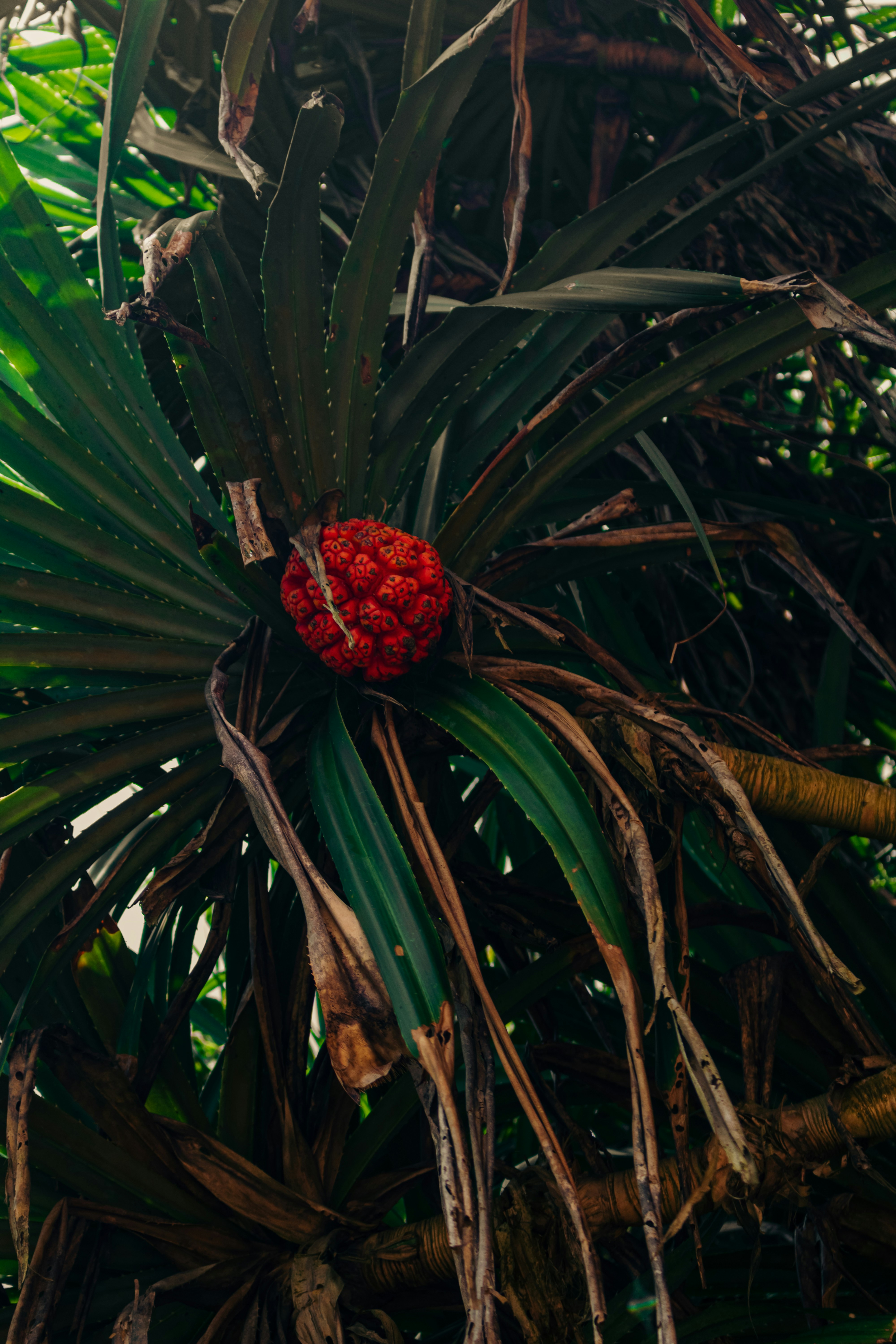 Red Berry Pulse Among Tropical Foliage