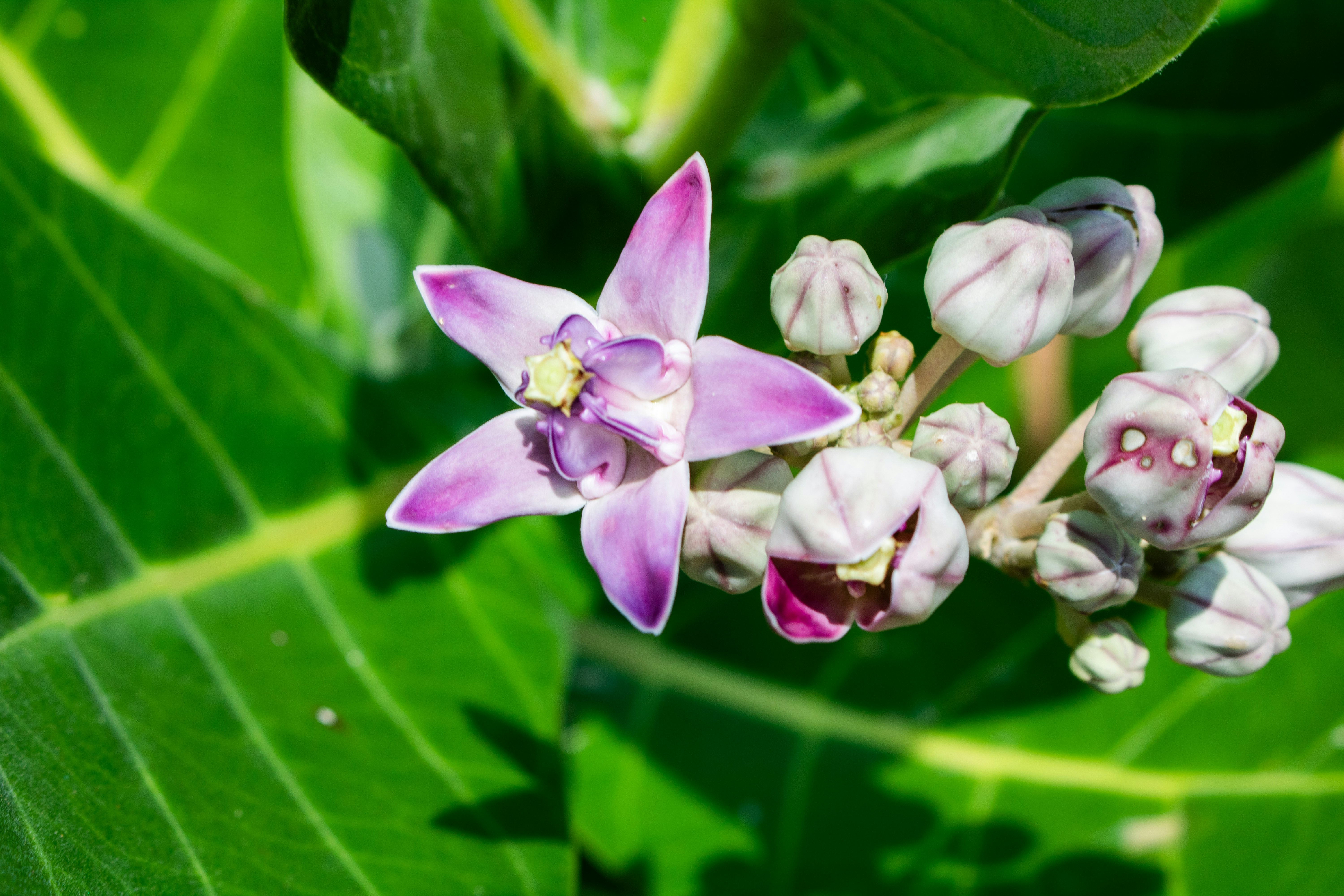 Purple orchid bloom on a verdant leaf stage