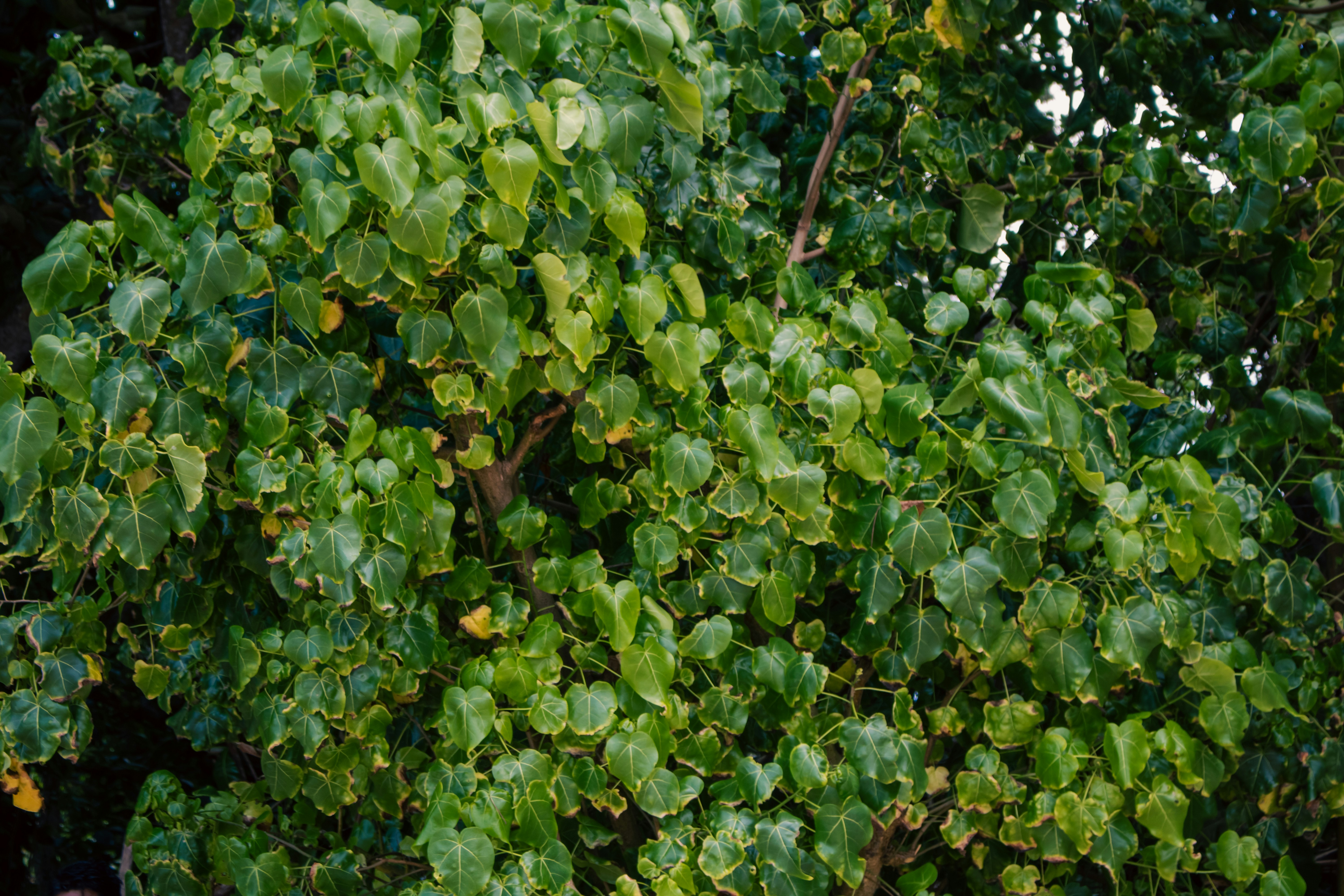 Emerald Wall: Close-Canopy Leaf Mosaic